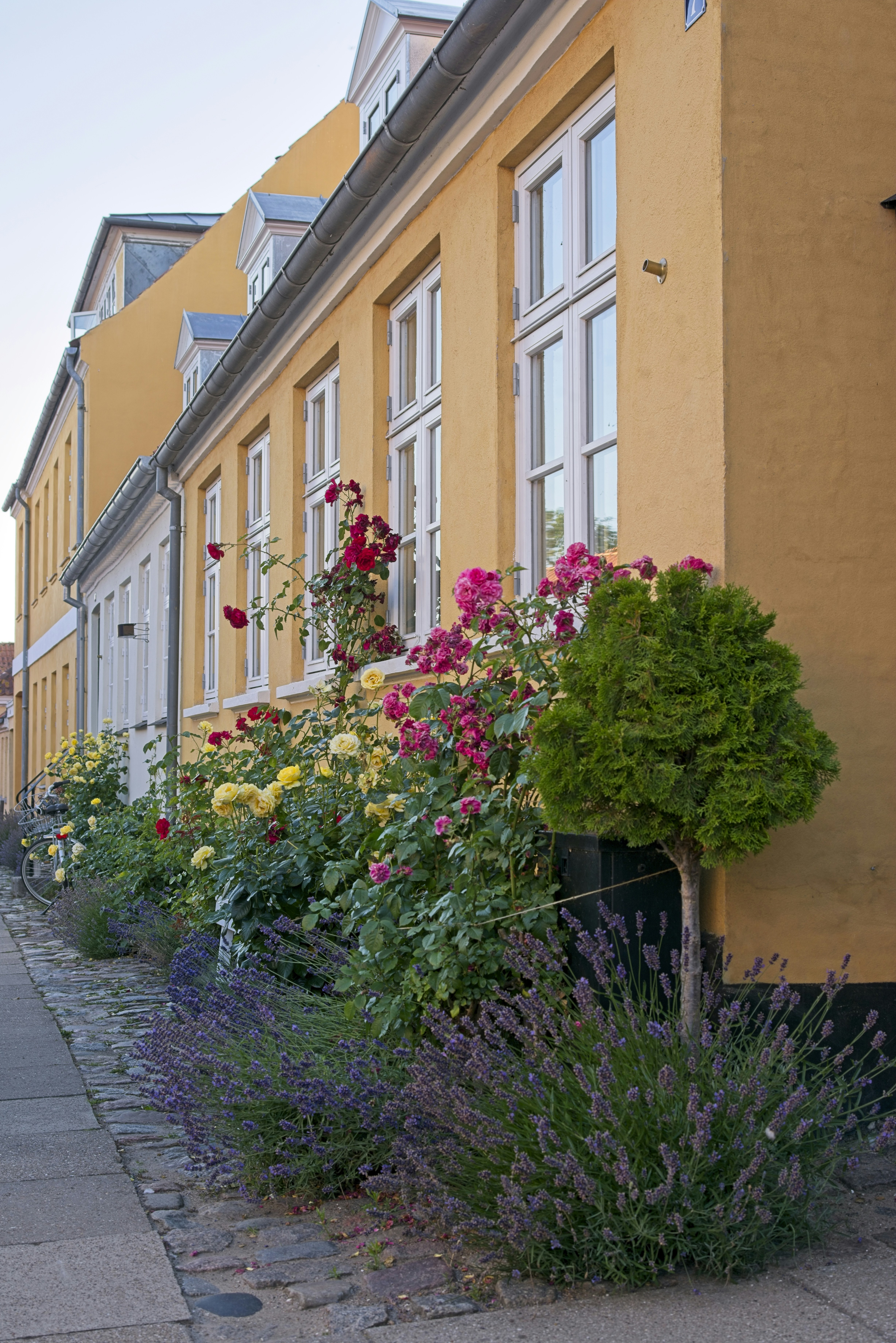 A vibrant flower border of roses in red, pink, and yellow spills along the base of a long yellow townhouse in Præstø, bordered by fragrant purple lavender and a neatly trimmed topiary shrub. Tall white-framed windows and dormers stretch down the facade in classic Danish symmetry, while a bicycle leans quietly against the wall further down the street. The soft evening light brings out the rich colors of the blooms against the warm building tones. This lush streetscape captures the height of summer charm in Præstø during a hot July evening.