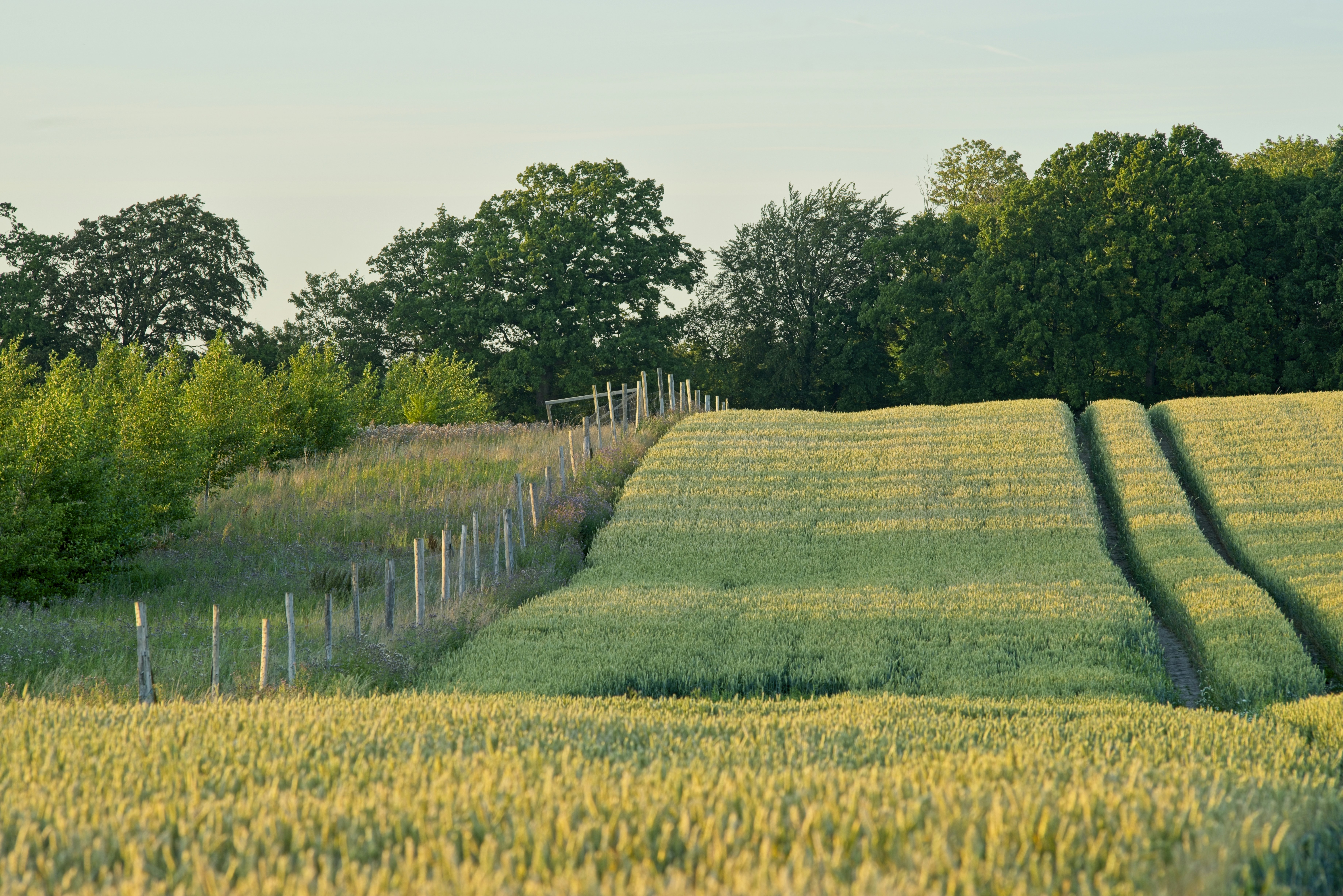 Golden Ripples Across Terraced Fields at Dusk