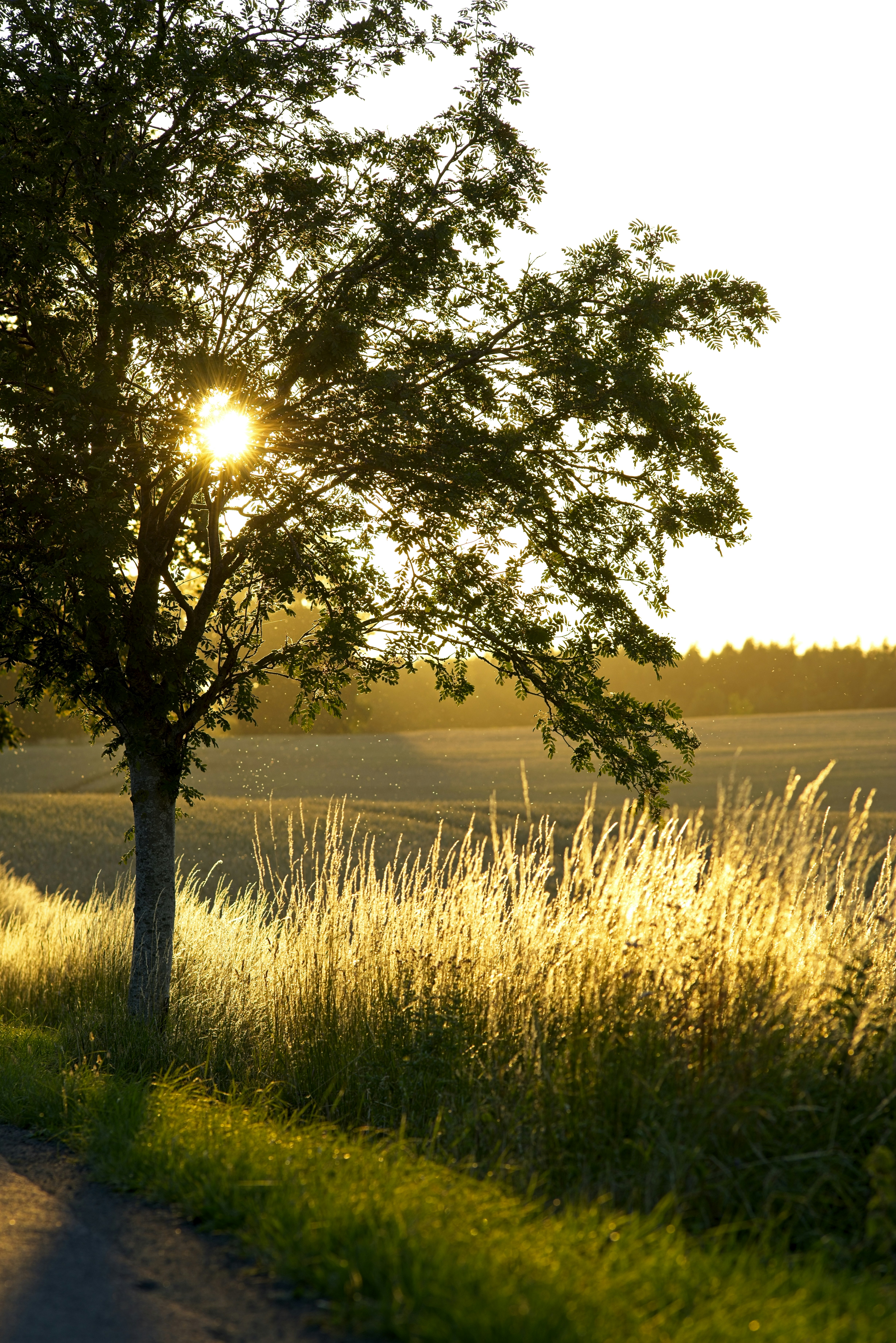 Sunlit Tree by the Path: Quiet Golden Hour
