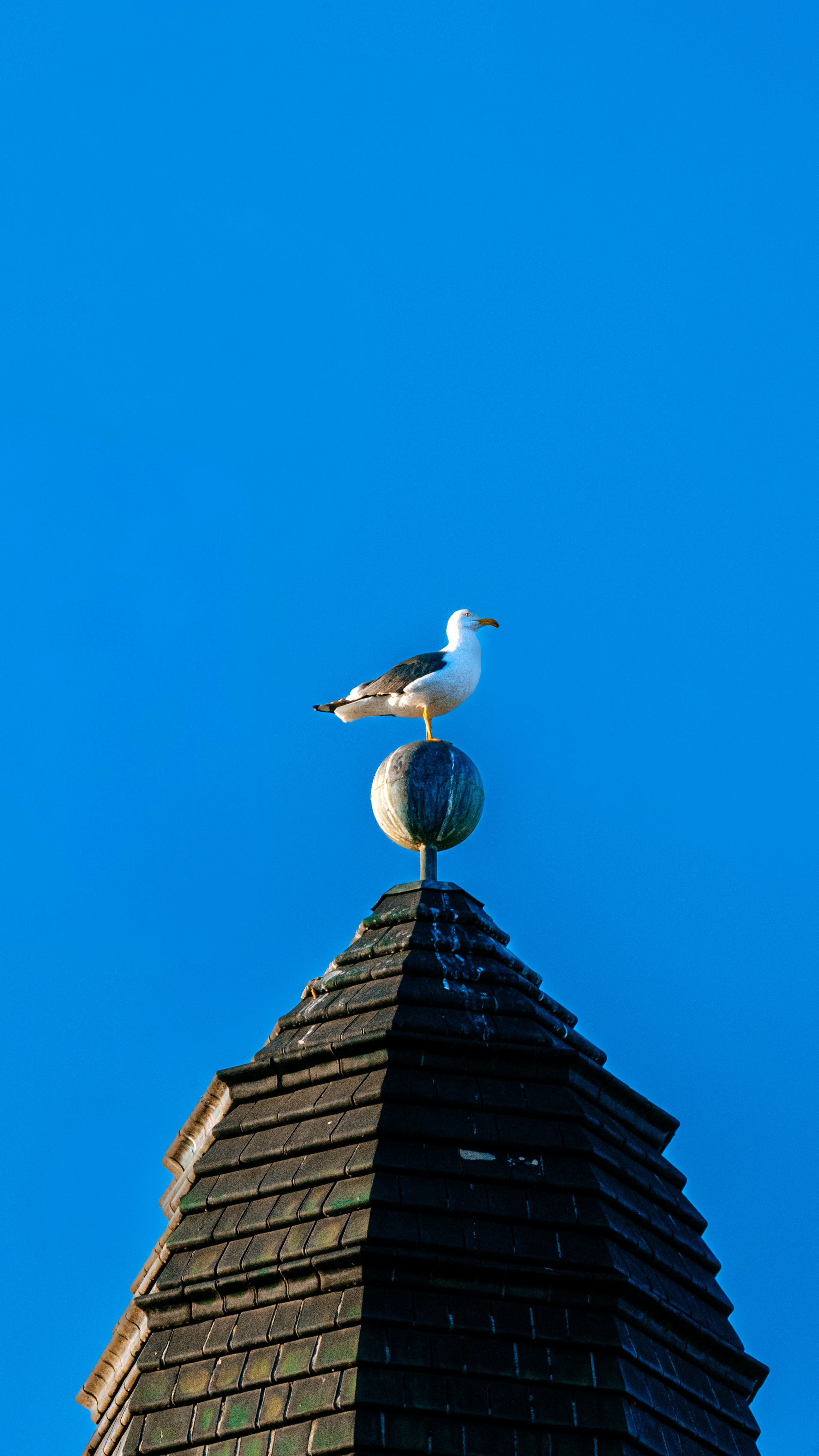 Seagull Sentinel atop a slate-tiled peak under a cobalt sky