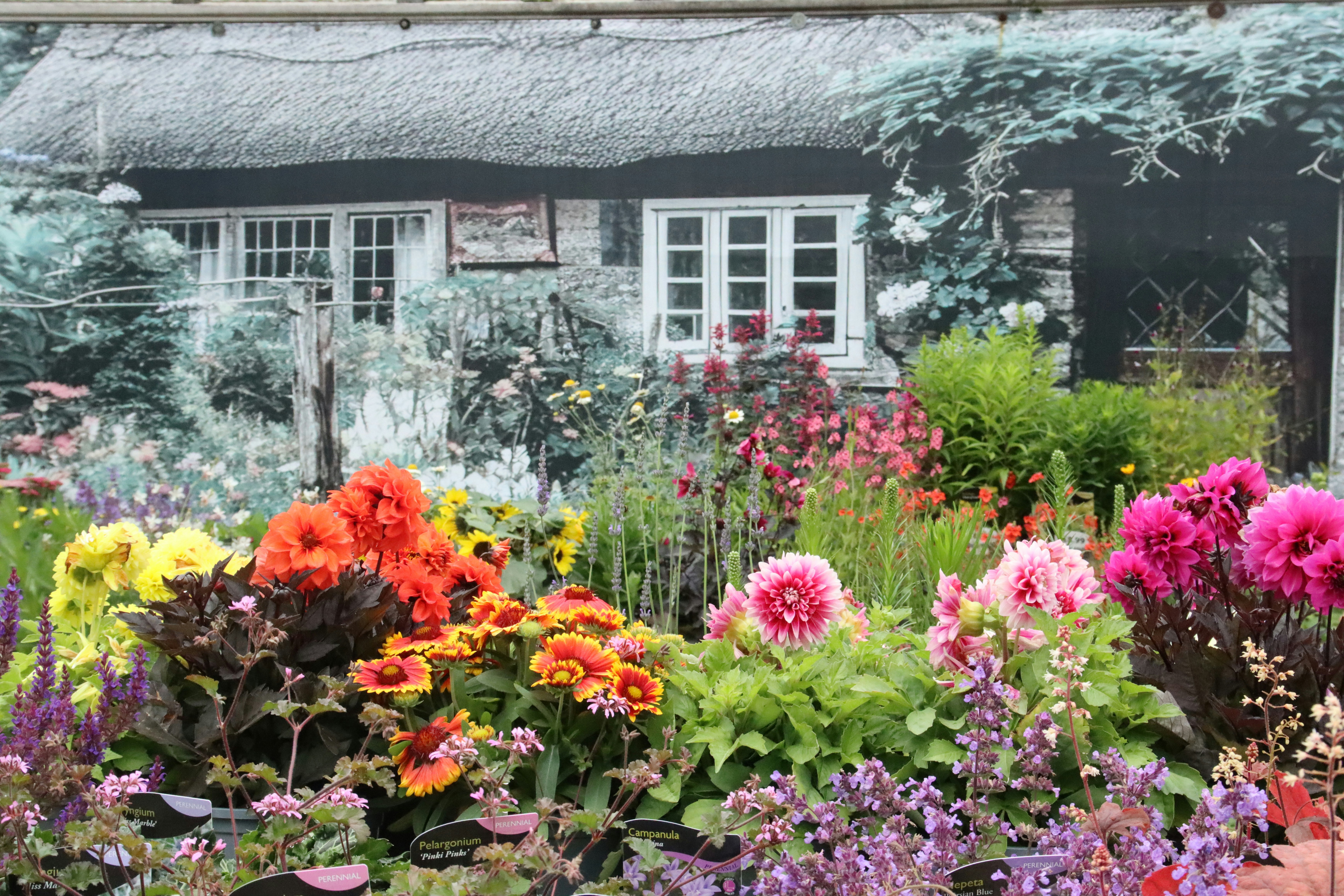 Color Burst Over a Cottage Garden