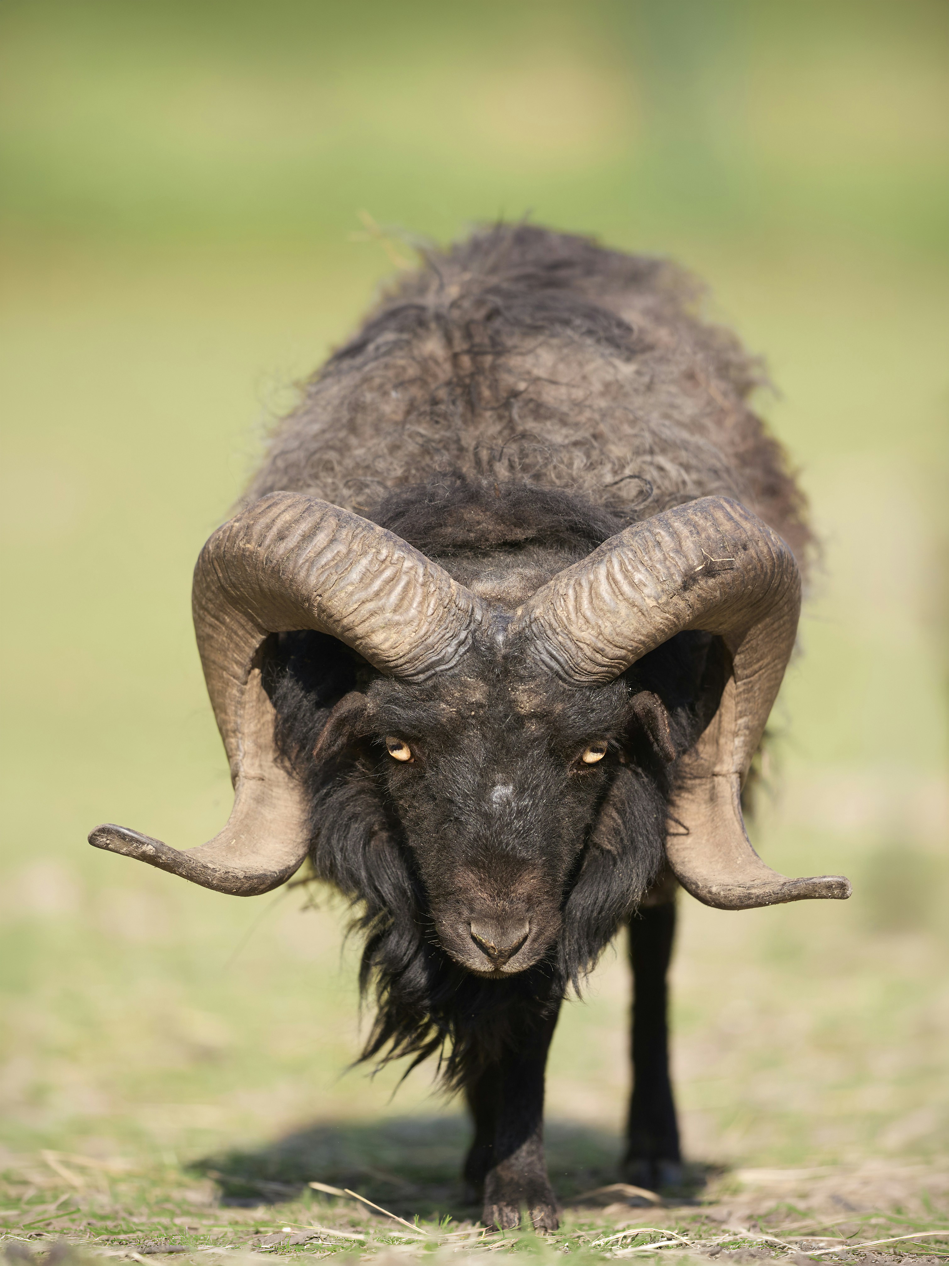 Charging Stare: A Horned Ram Advances