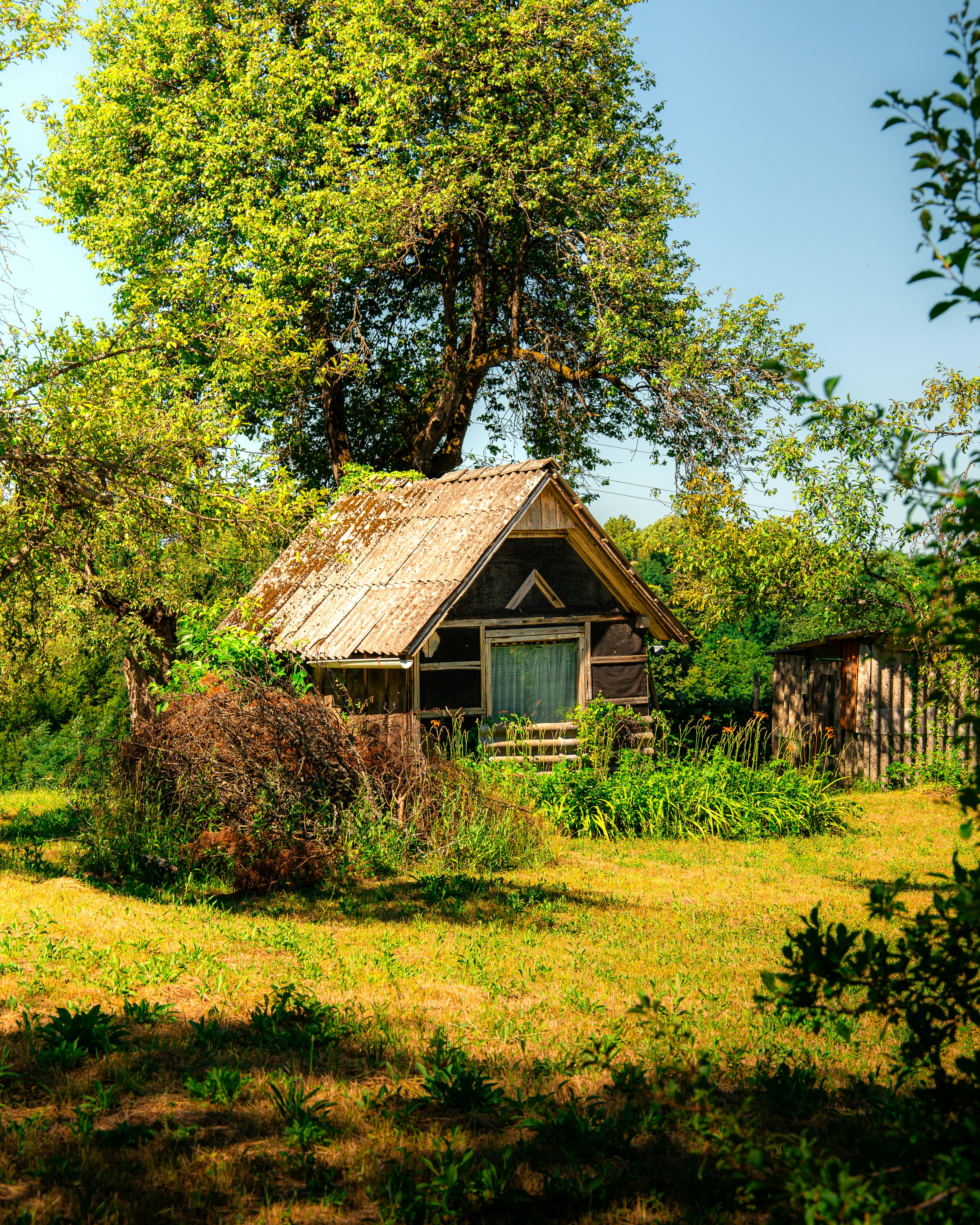 A Quiet Orchard Cottage Framed by Sunlit Foliage