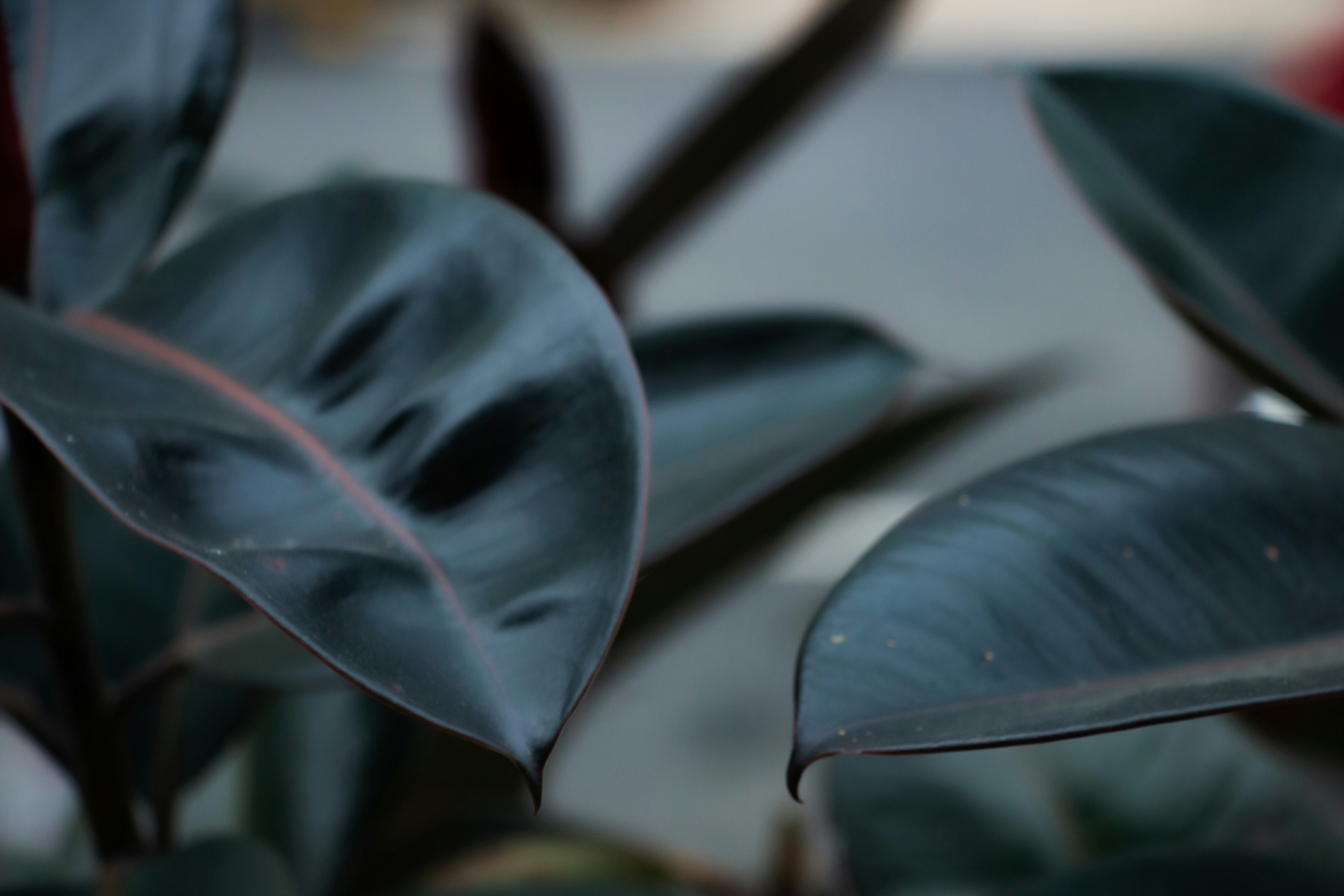 A close-up shot of a dark green rubber plant leaf, showcasing its smooth texture and subtle reddish-brown veins. The background is softly blurred, highlighting the leaf's details.
