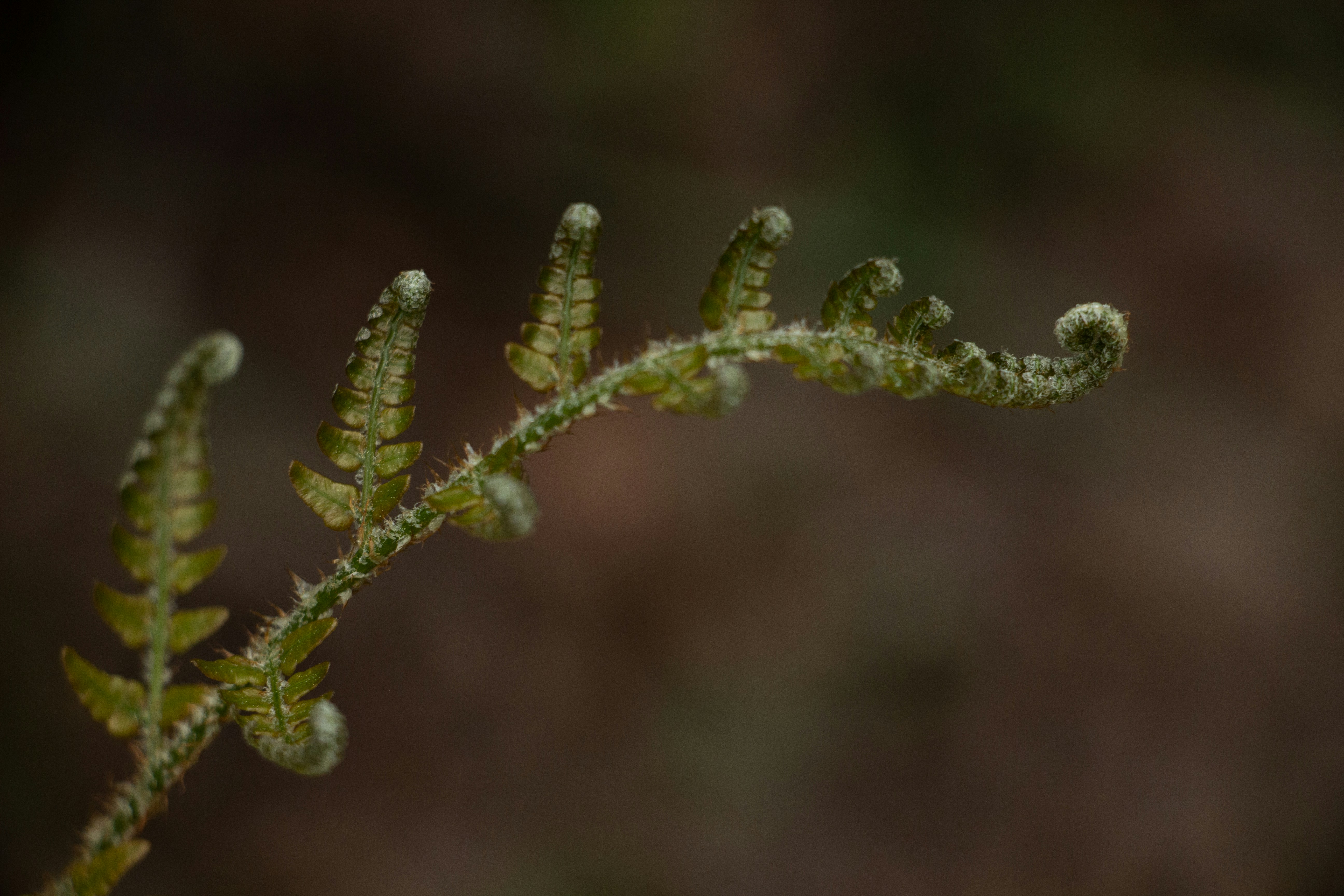 Coiled Fern Frond in Focus: Tiny Teeth of a Green Spur