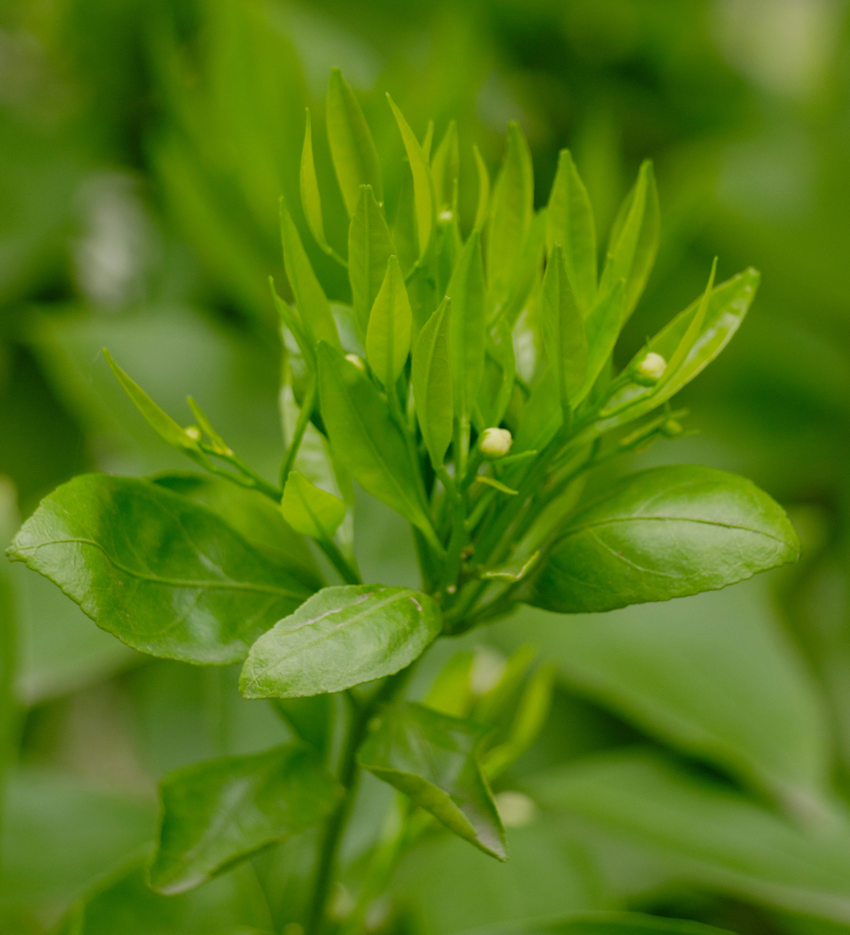 A close-up shot of vibrant green new leaves and small white flower buds emerging on a citrus plant, set against a softly blurred green background.