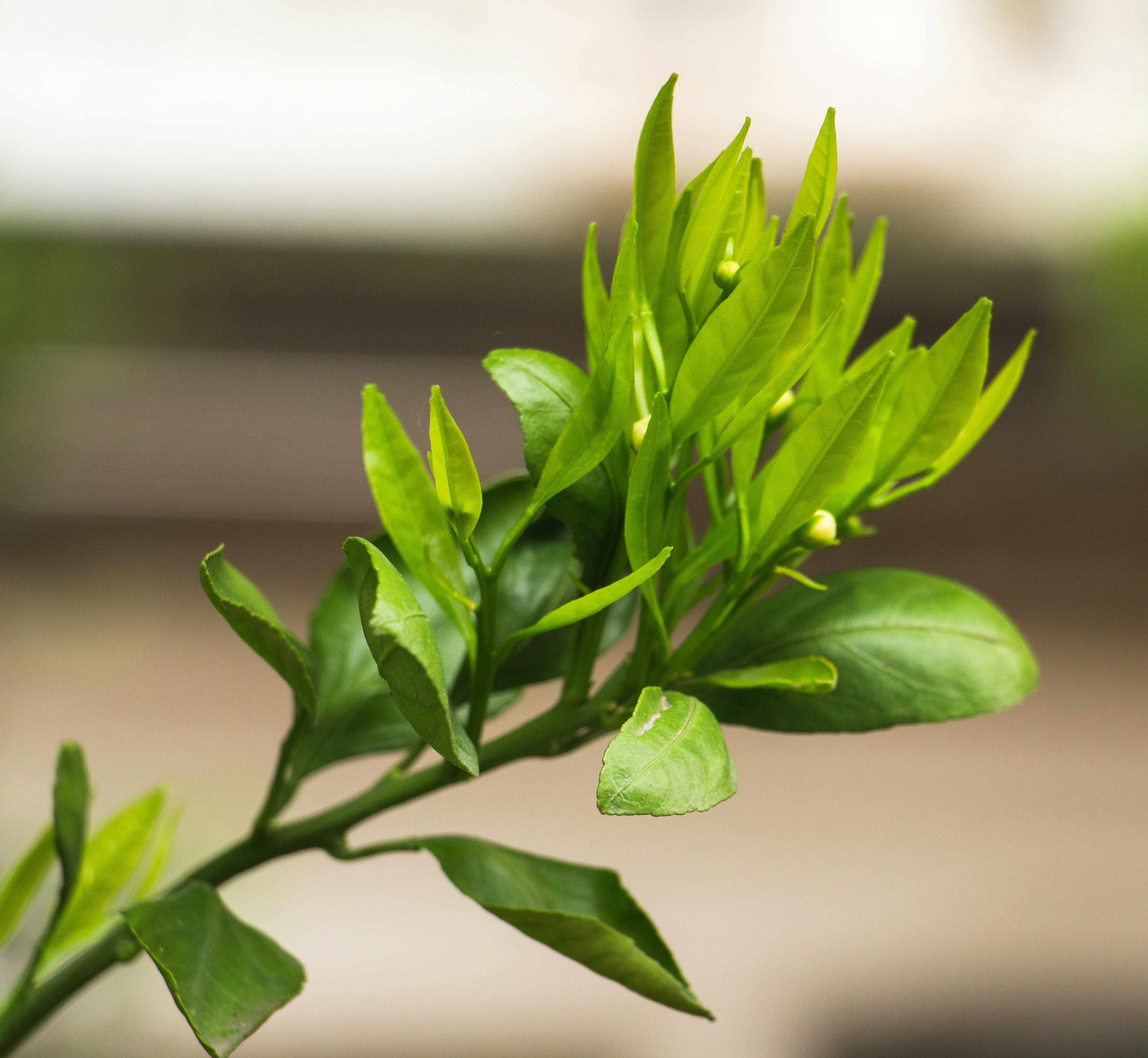 A close-up shot of a citrus plant branch, showcasing vibrant green new leaves and small, developing flower buds. The background is softly blurred, highlighting the fresh growth.