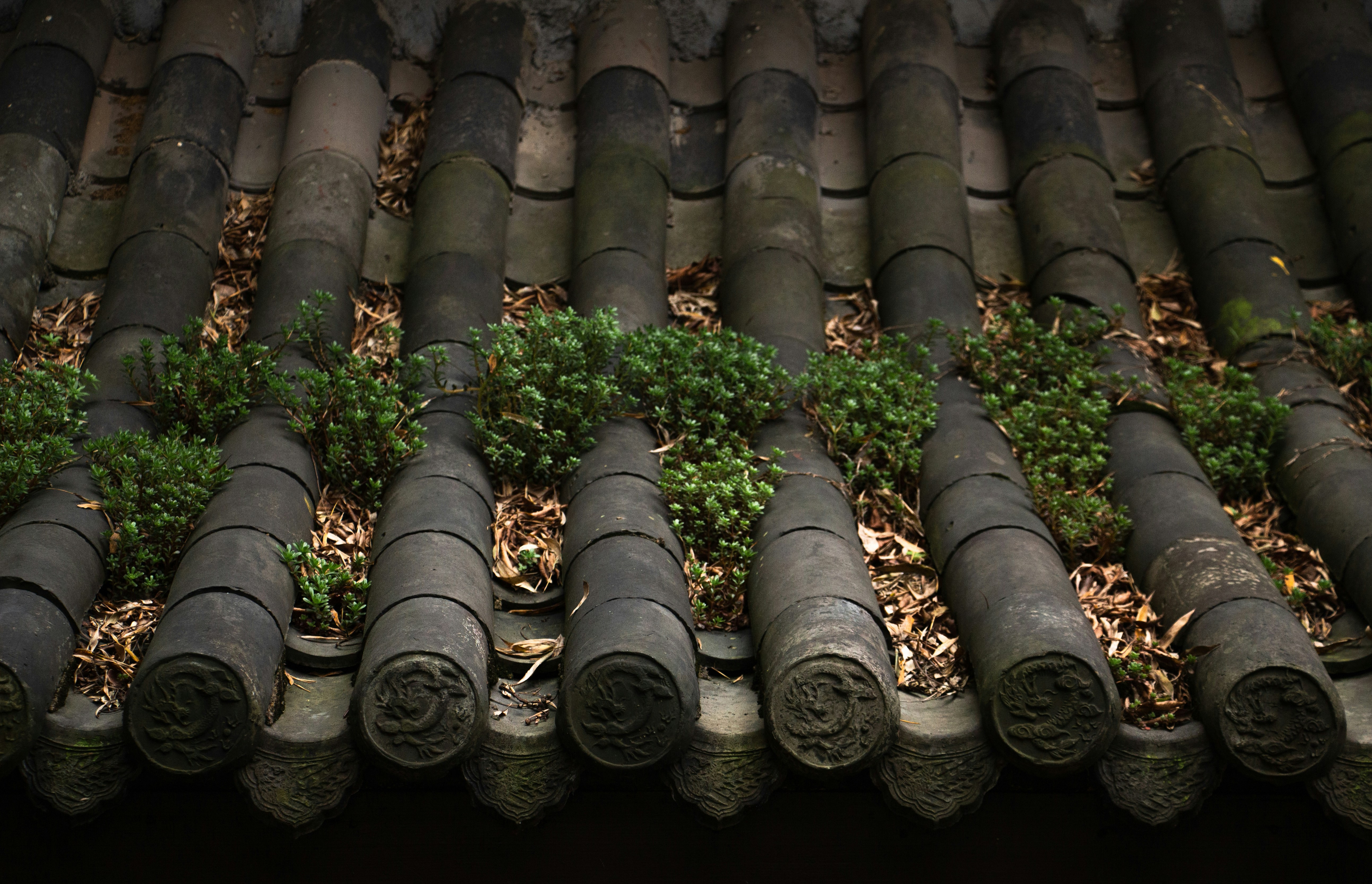 Emergent Greenery Between Weathered Roof Tiles