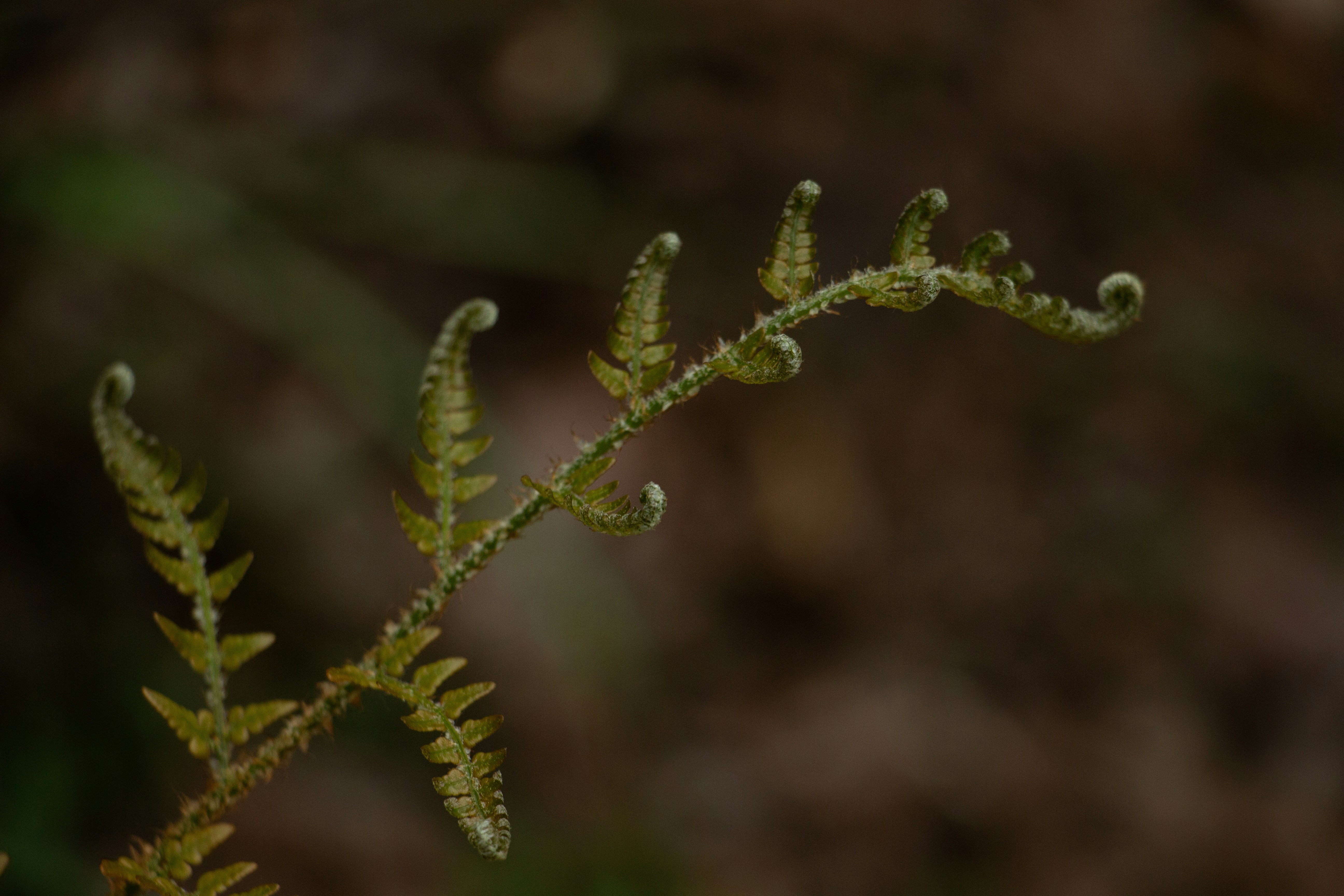 Curled Fern Fronds in Soft Forest Blur