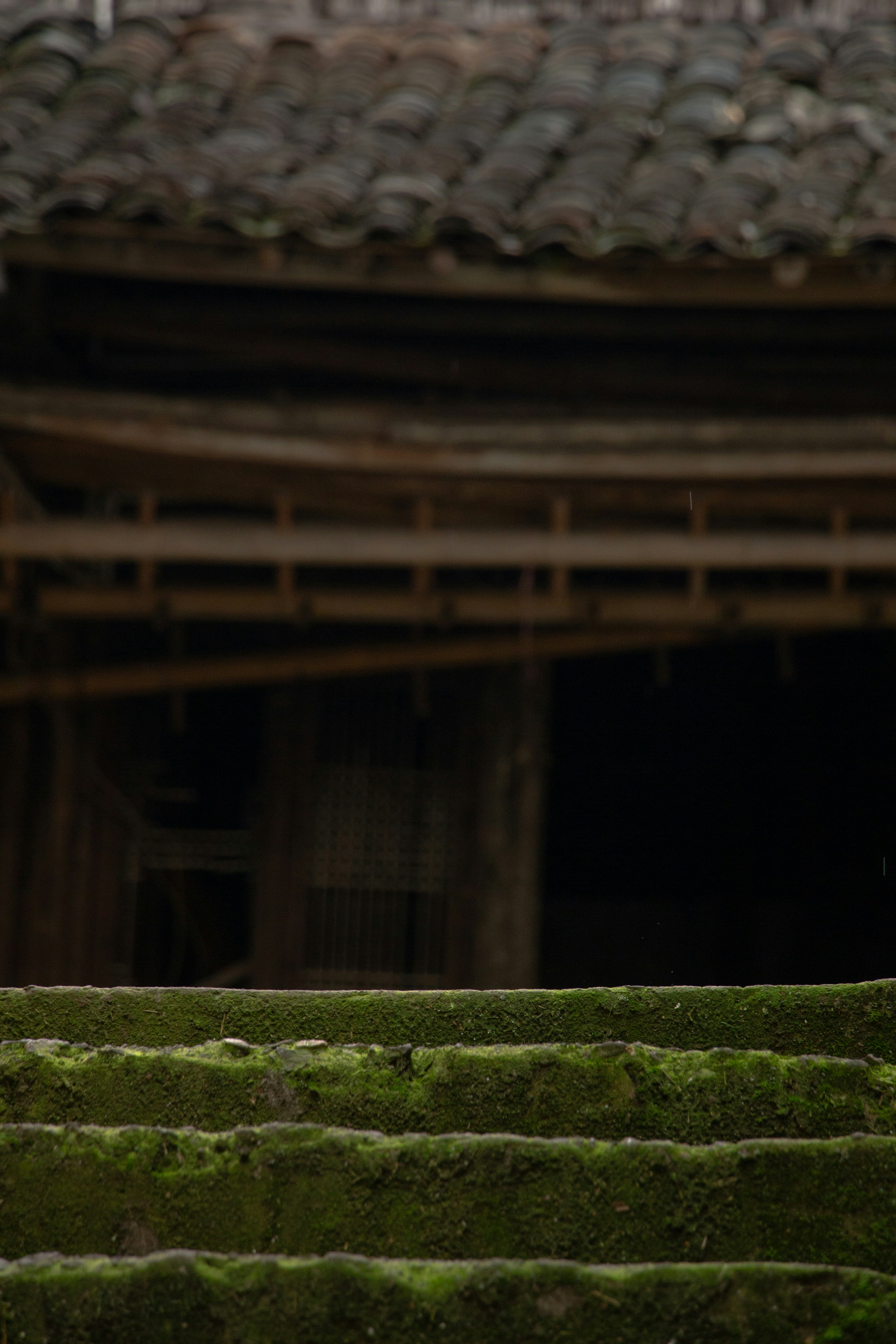 Moss-Cilled Steps into the Dark Hall