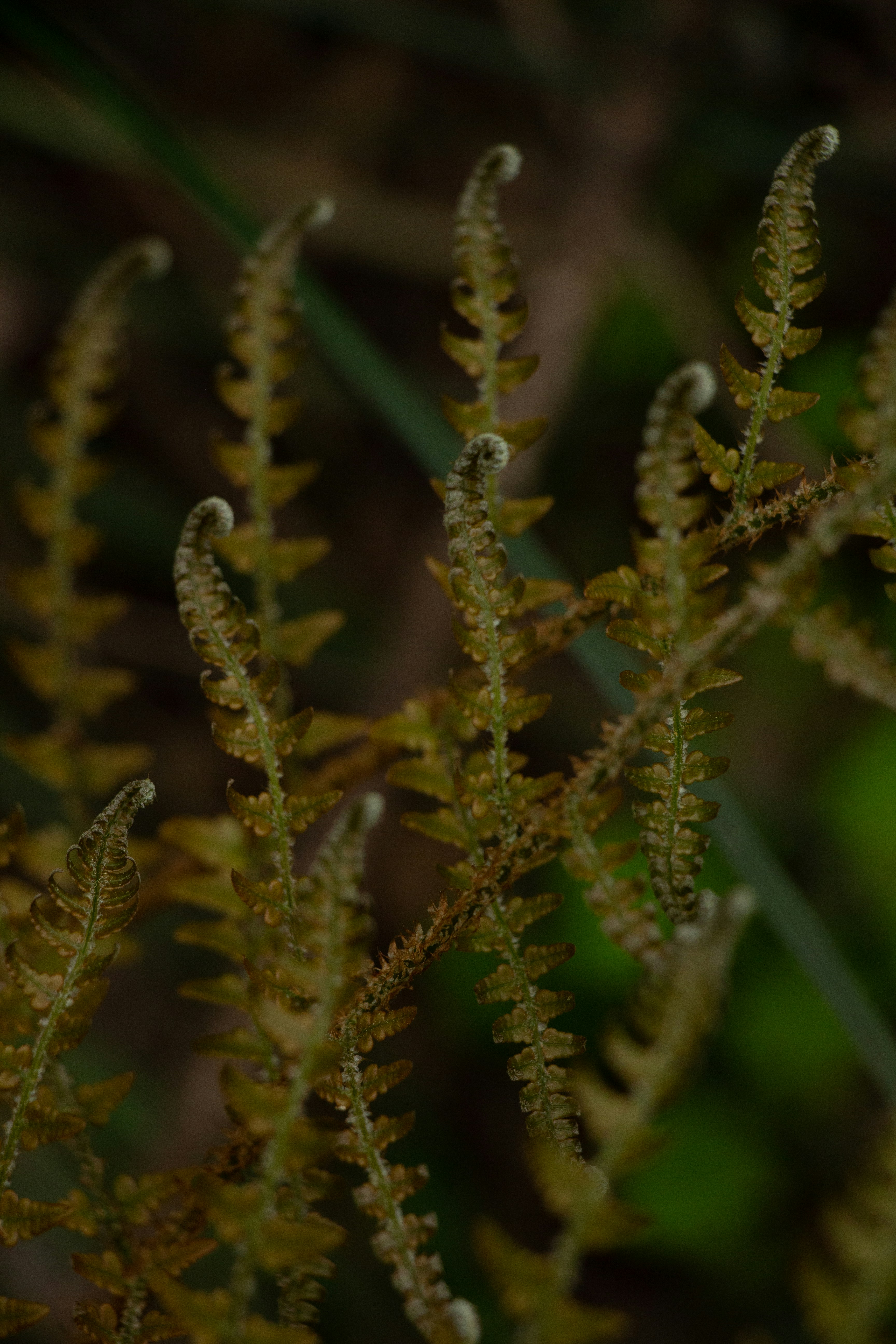 A close-up, vertical shot captures the delicate, unfurling fronds of a fern plant. The fronds, with their tightly coiled tips, are a mix of green and brown hues, suggesting new growth and older foliage. The background is softly blurred into a dark, verdant green, emphasizing the intricate details of the fern.