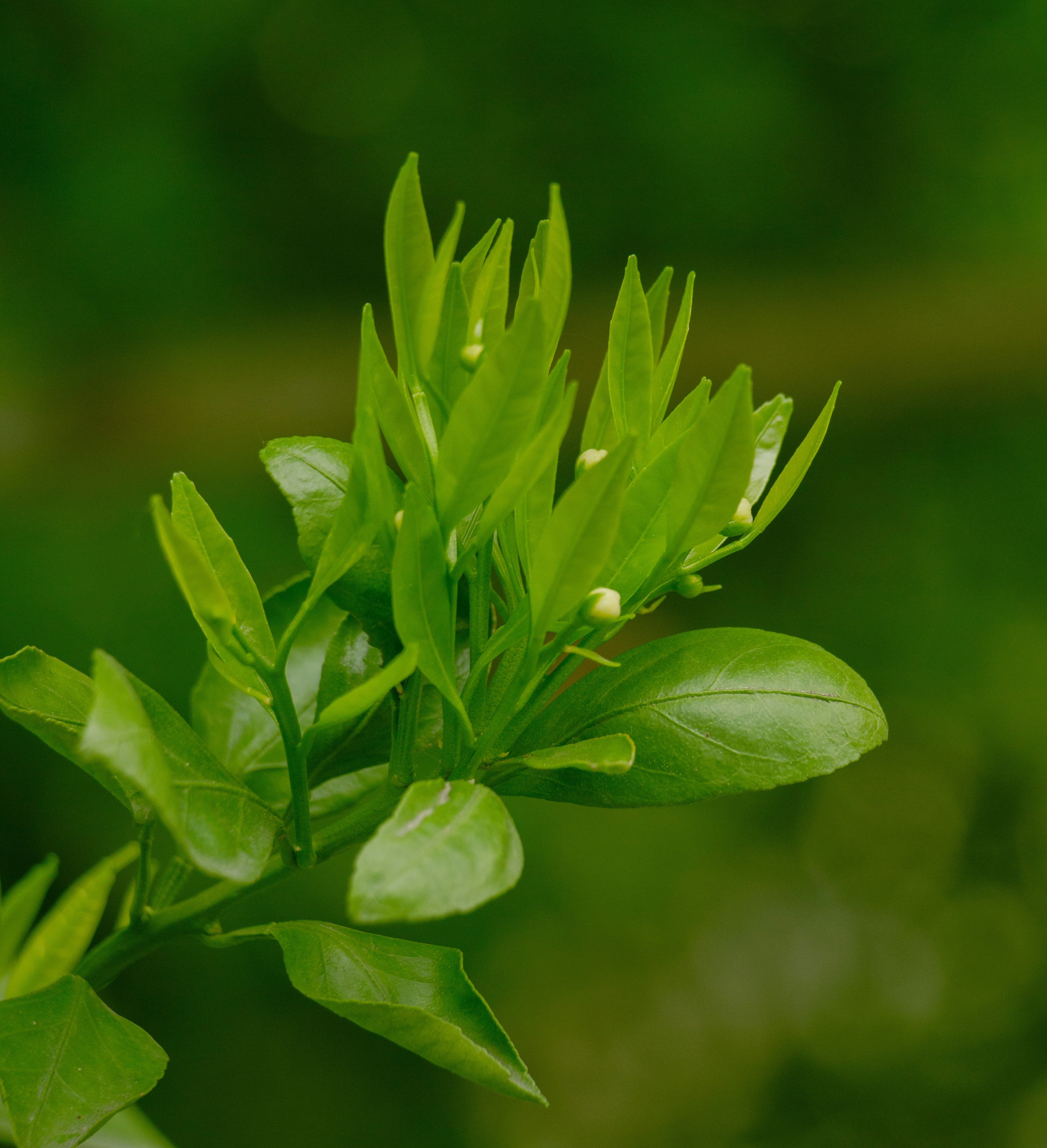 Emerald Sprout: A Close-Up of Fresh Green Foliage Reaching Toward Light