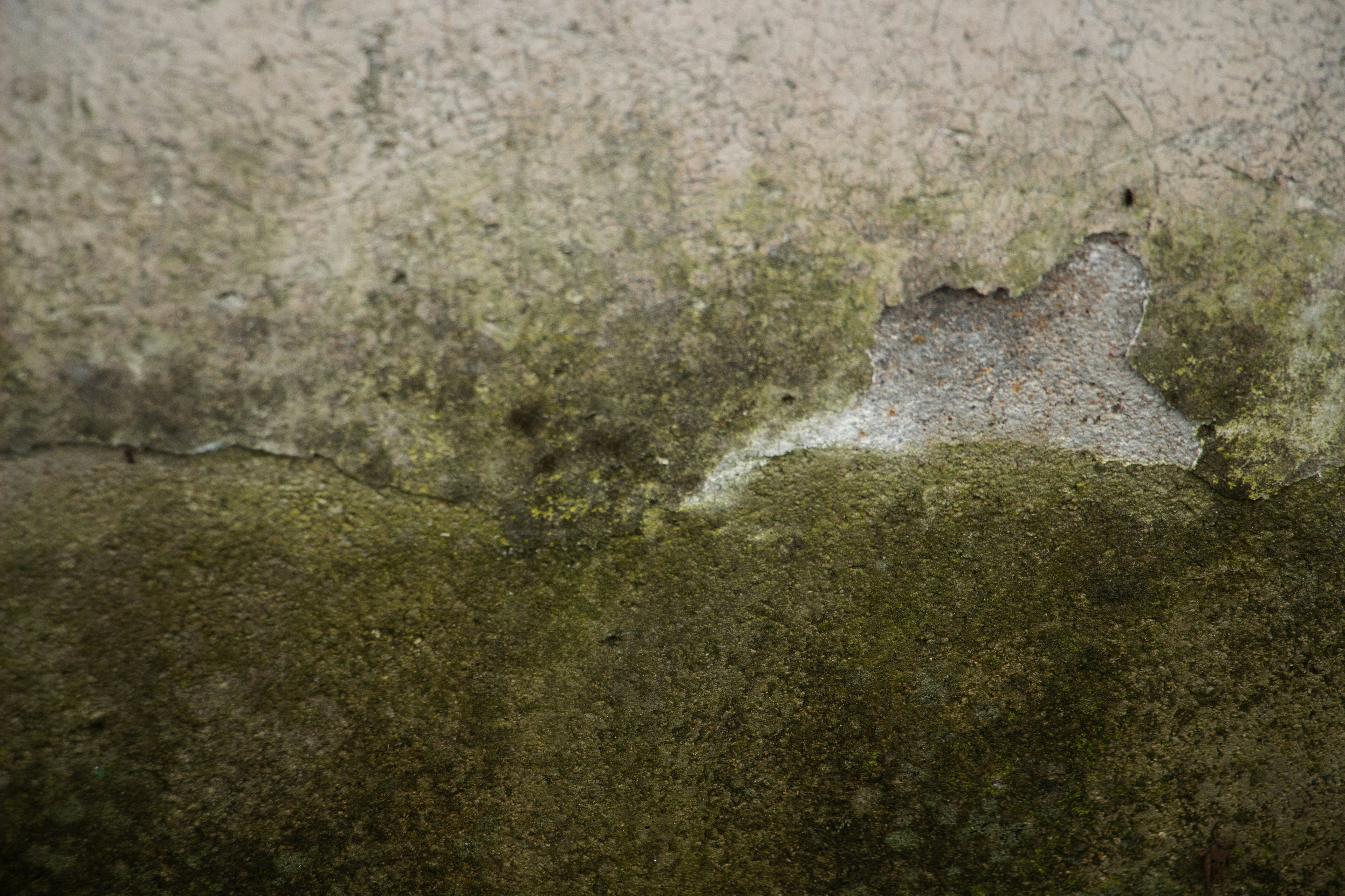 Weathered Wall Echoes: Mossy Texture with Faded Patch