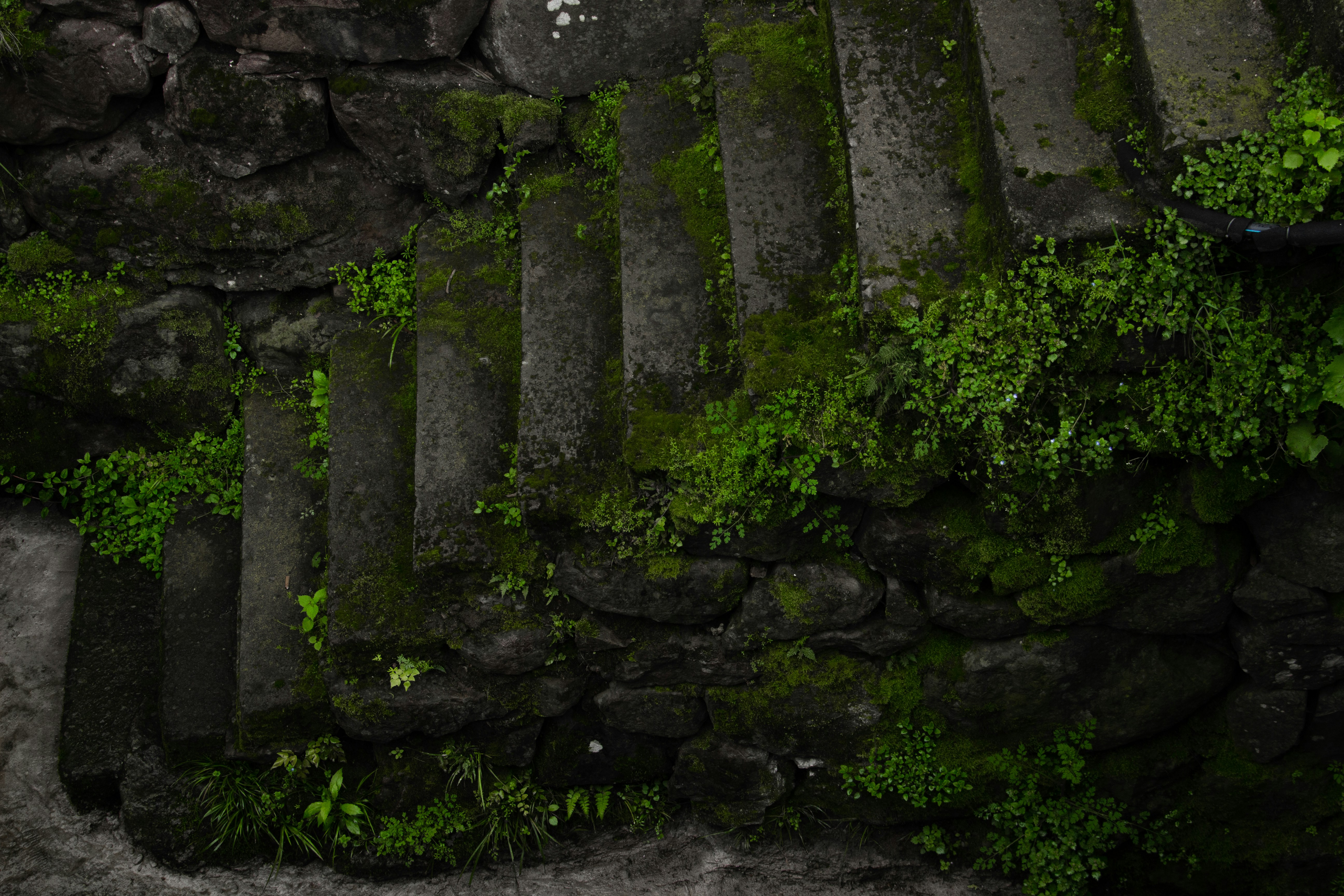 Stone Staircase Veins: Mossy Steps into the Quiet Depths