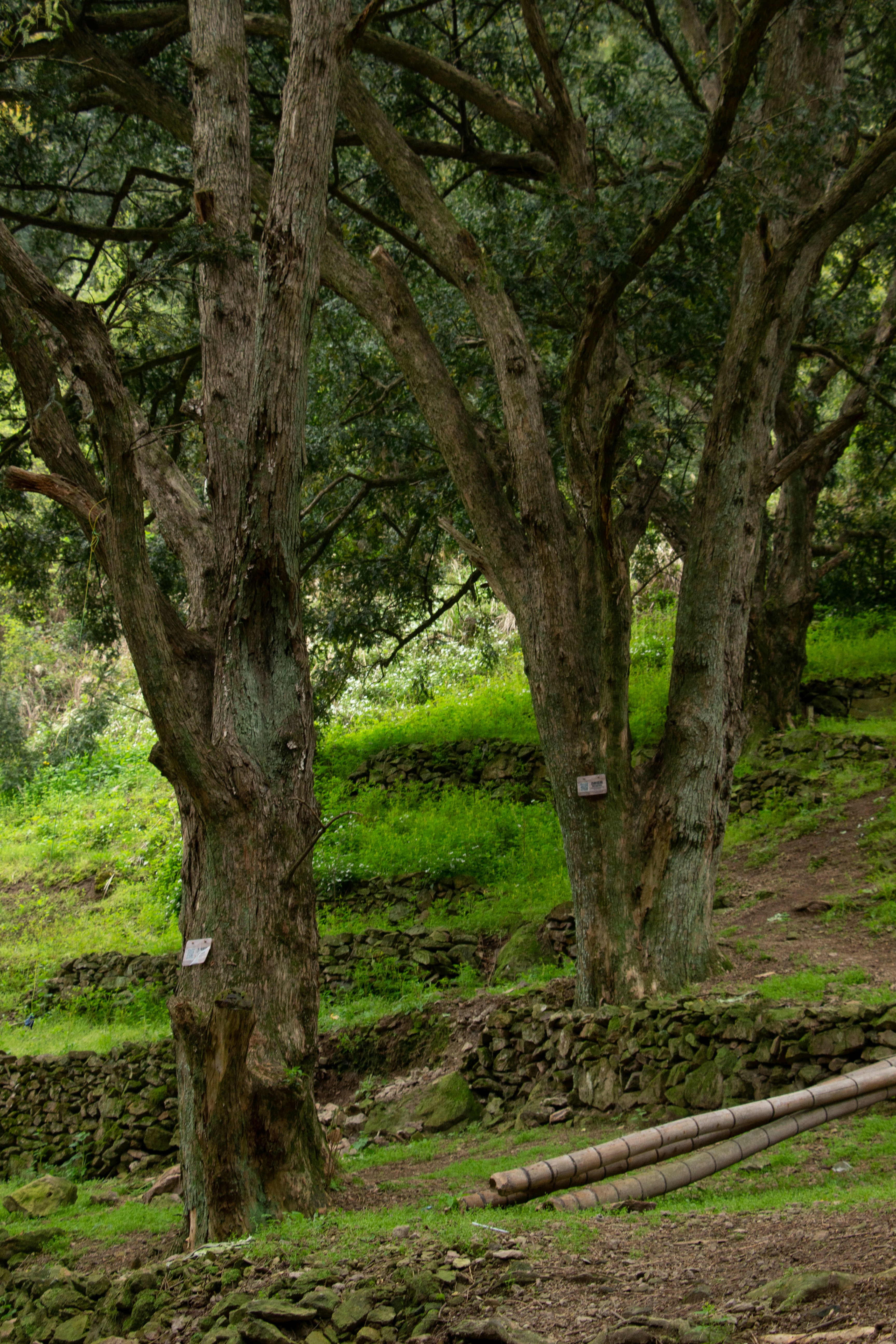 Ancient OaksGuardians: A Quiet Path Through Time-worn Trunks
