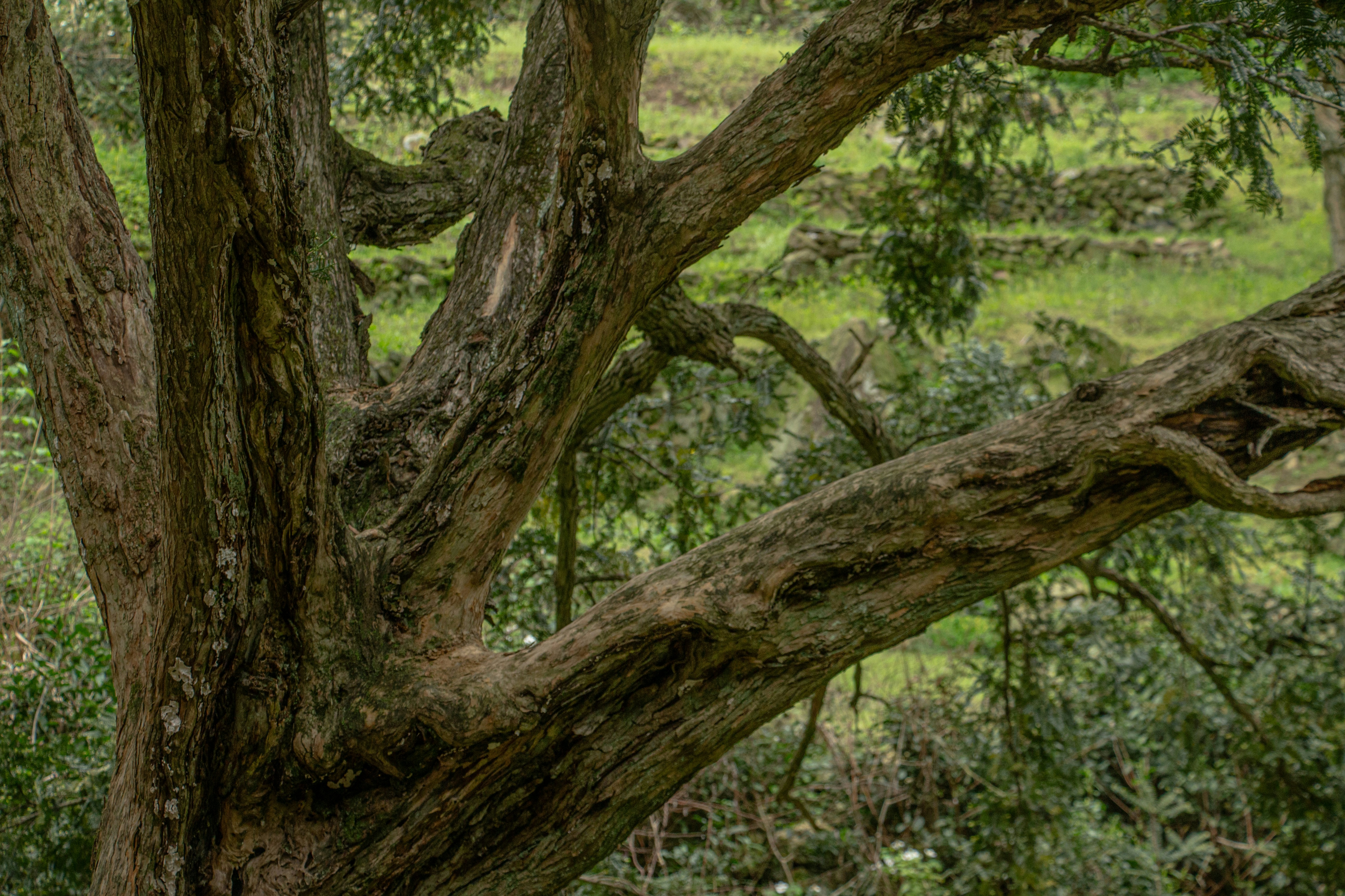 A close-up shot of an ancient tree trunk with multiple thick branches extending outwards, showcasing its textured bark and the lush green foliage in the background.