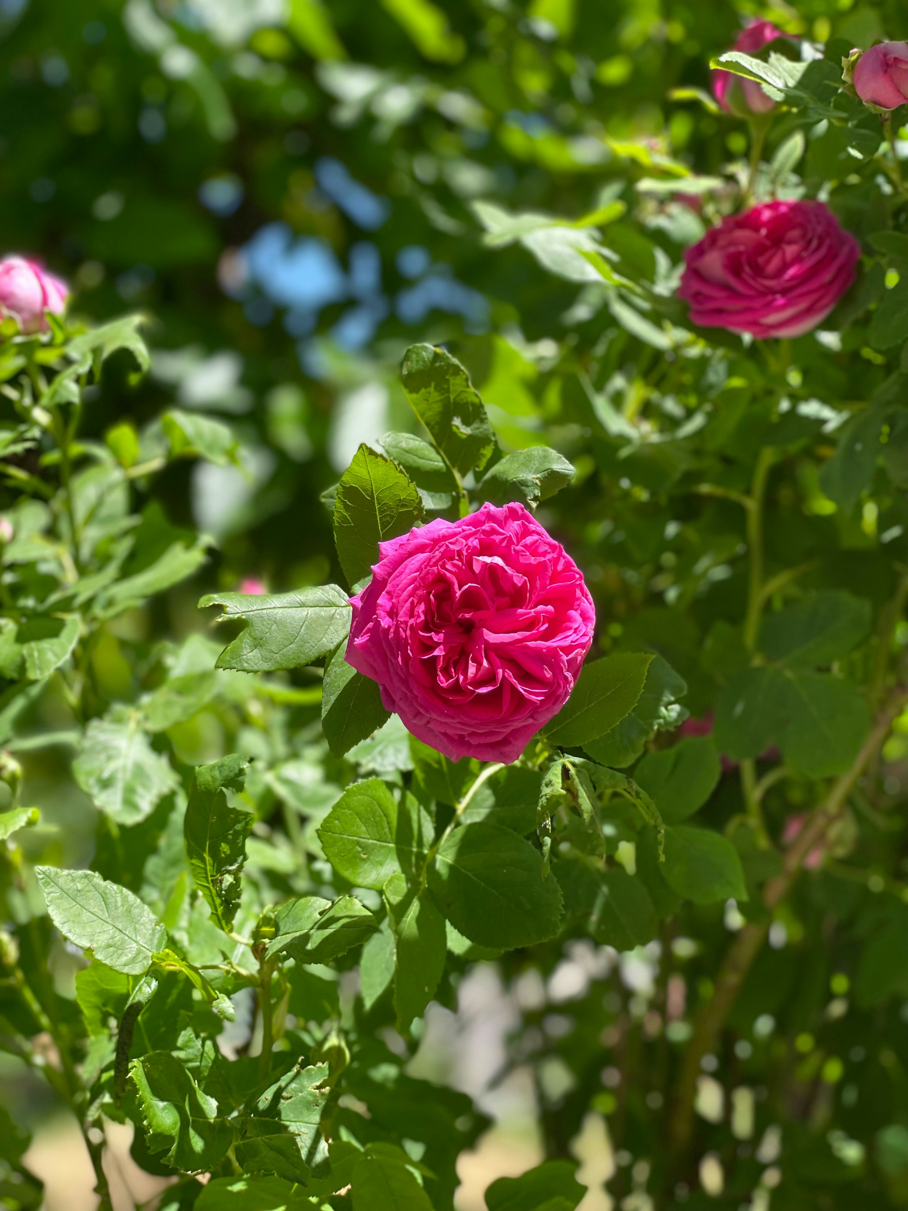 Vivid pink rose centered among lush green leaves, with surrounding buds and dappled sunlight in a garden setting.
