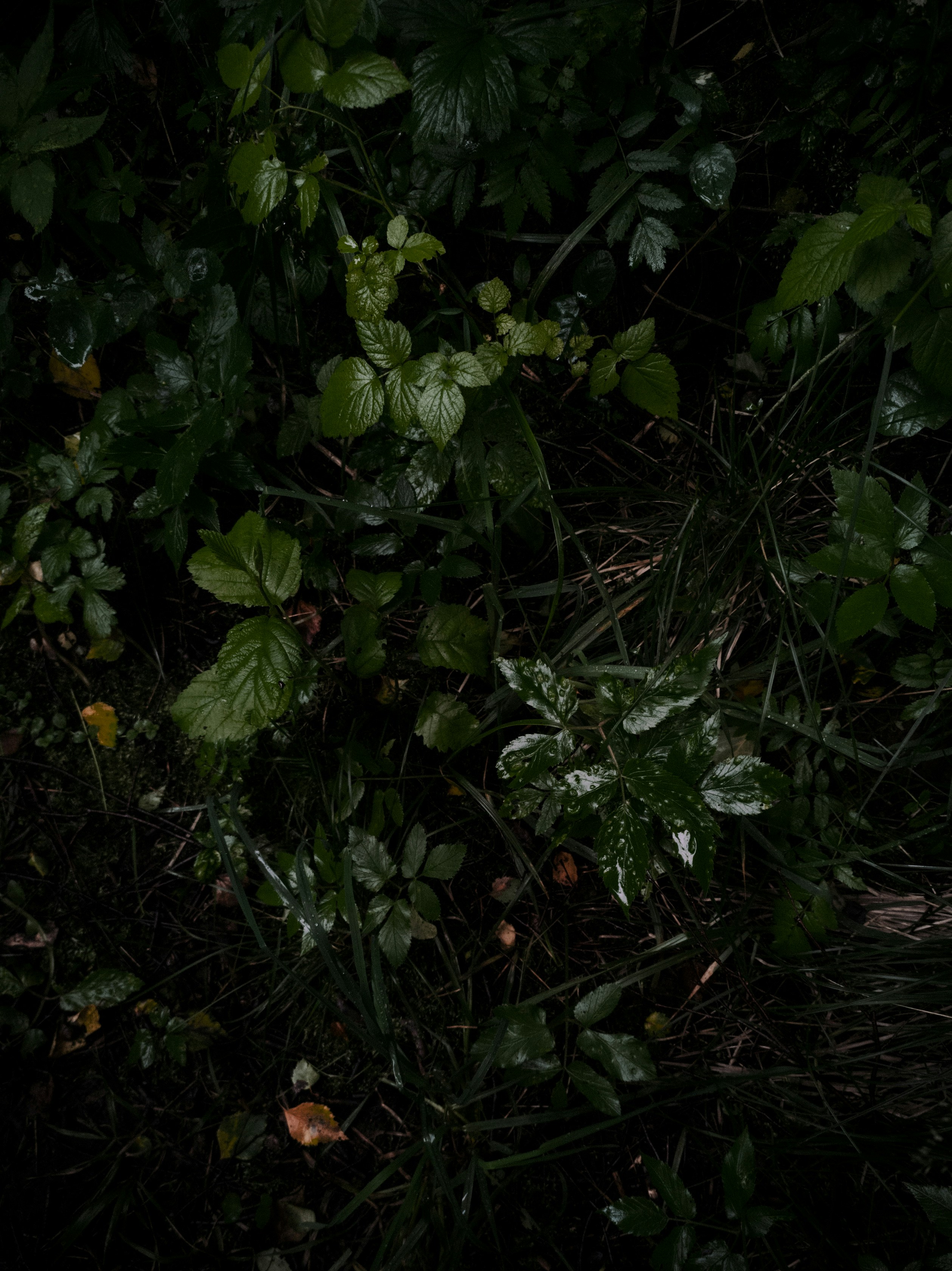 Dense green foliage fills the frame with moisture sheen; a low-light, ground-level capture focusing on leaves and grass in a shaded understory environment.