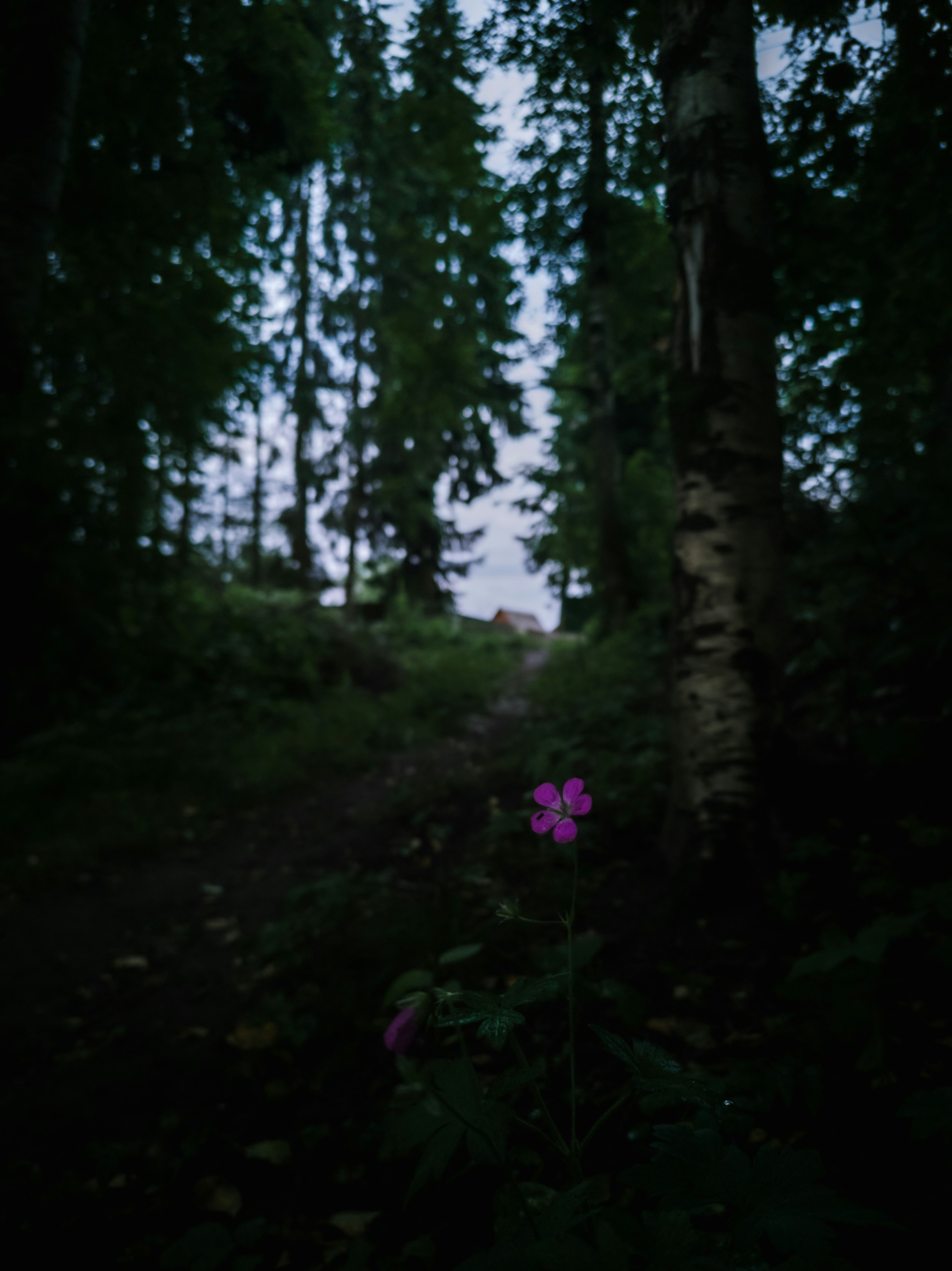 Midnight Meadow: a lone purple bloom guarding the forest edge
