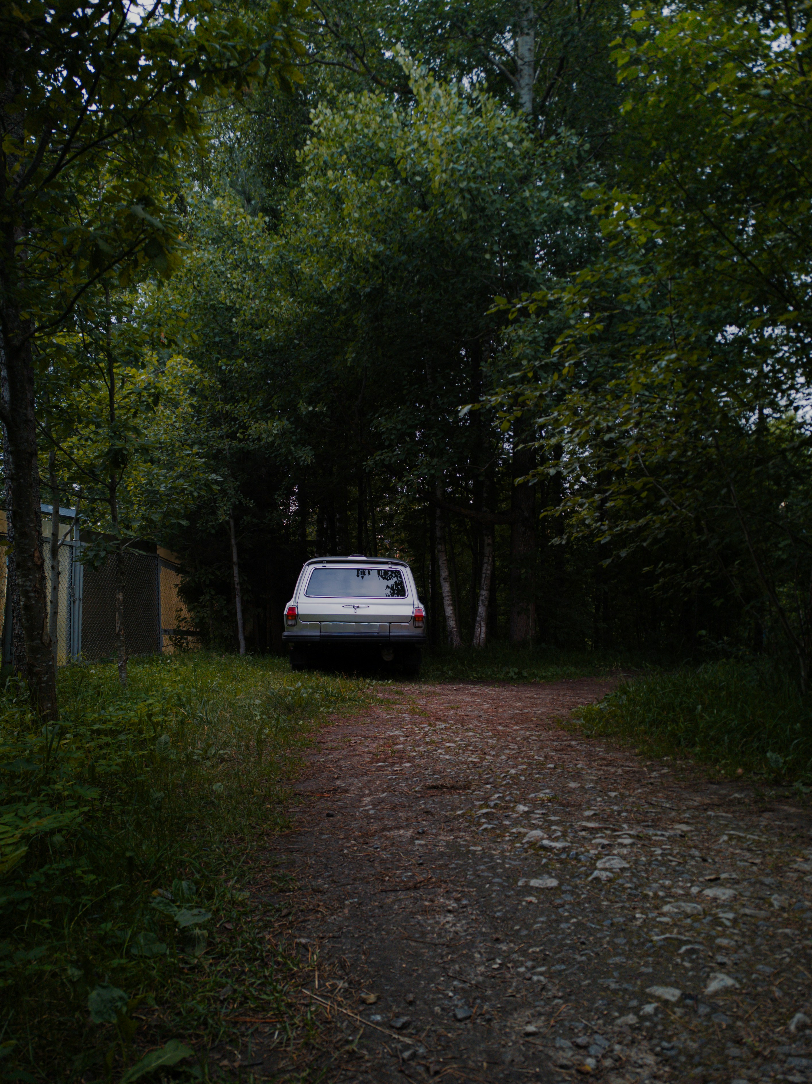 Abandoned sedan under a cathedral of trees
