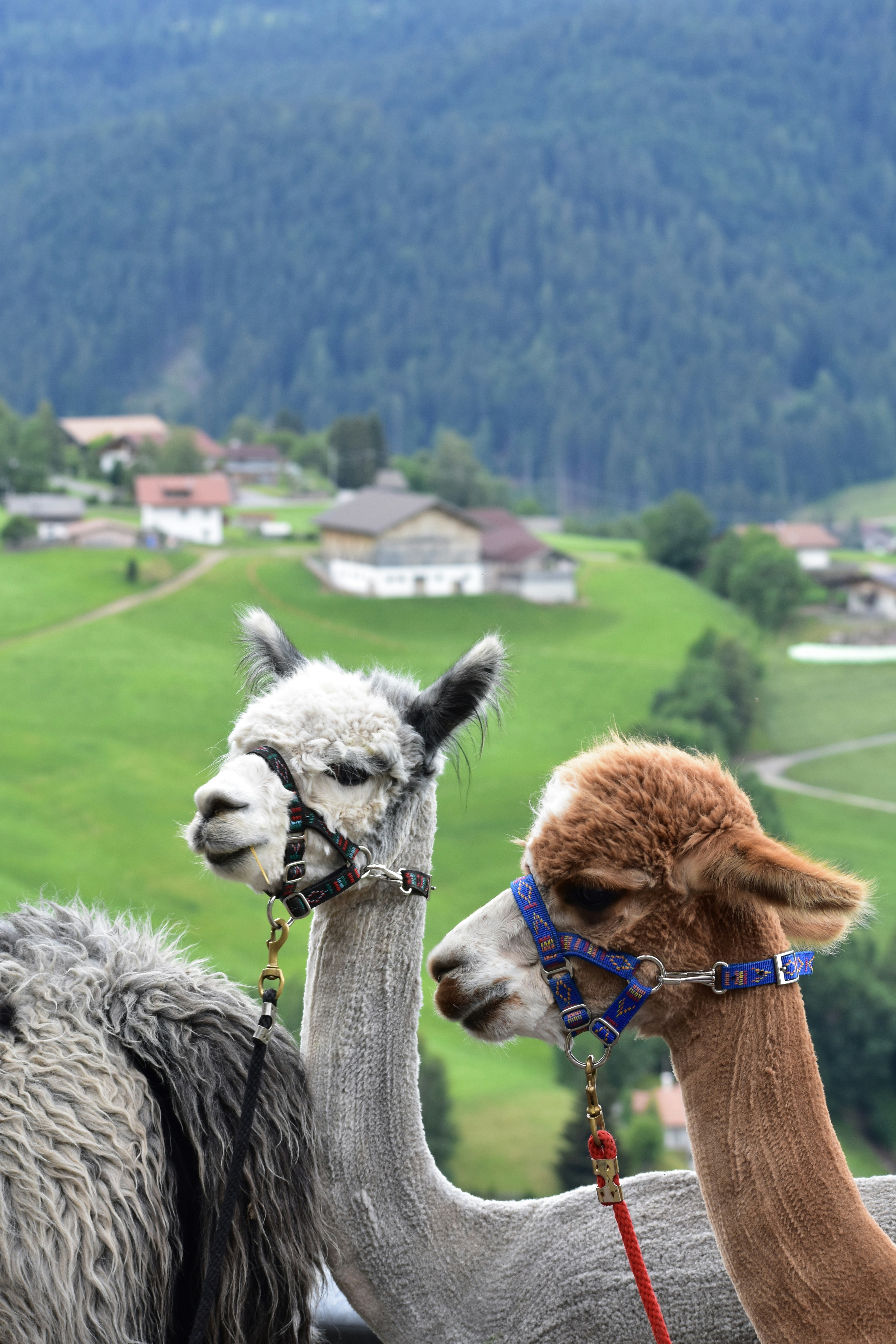 Llamas in a Alpine Yard: Portraits with a Backdrop of Rolling Green