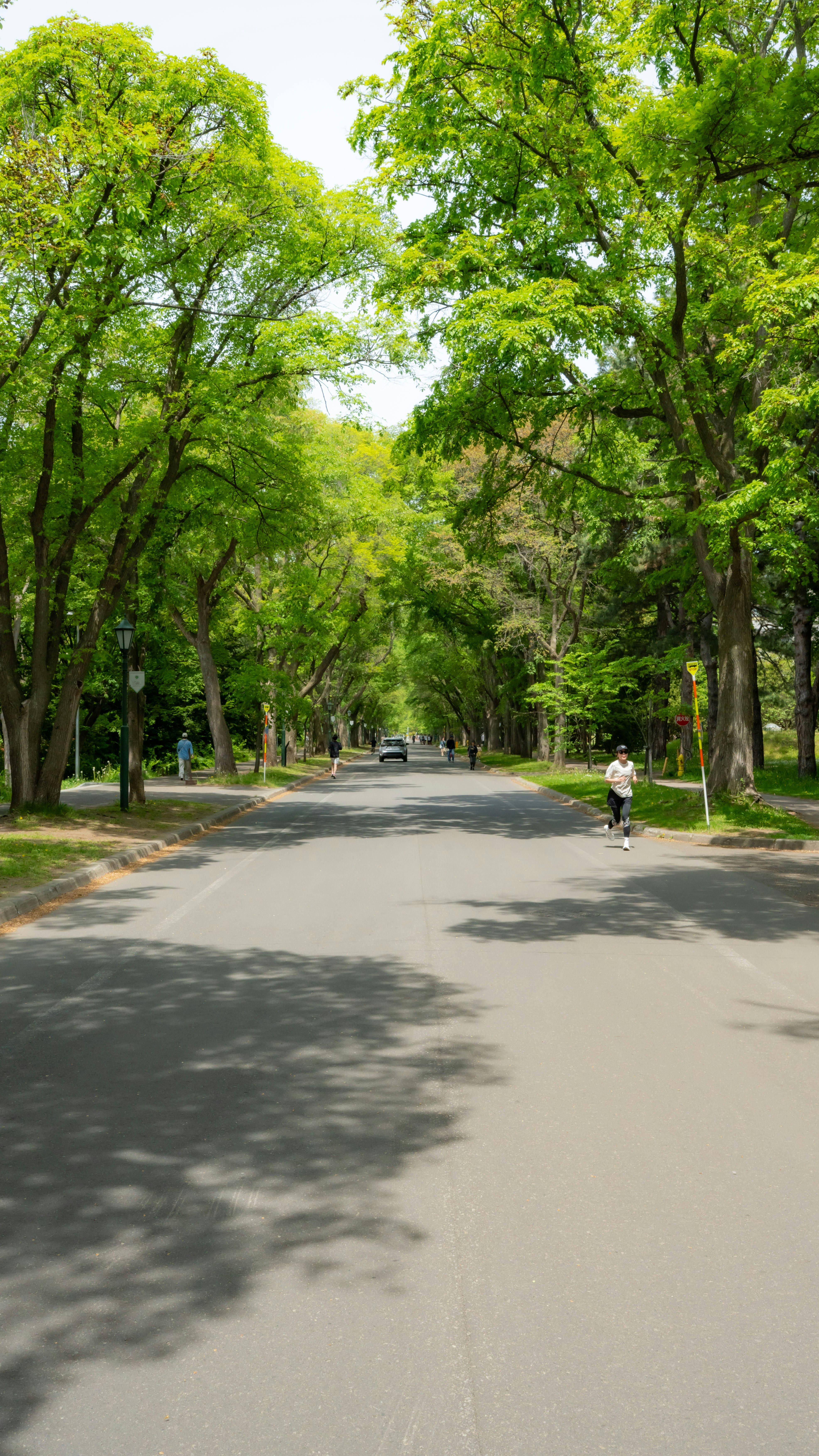 Sunlit Avenue: A Quiet Run Beneath Emerald Canopy