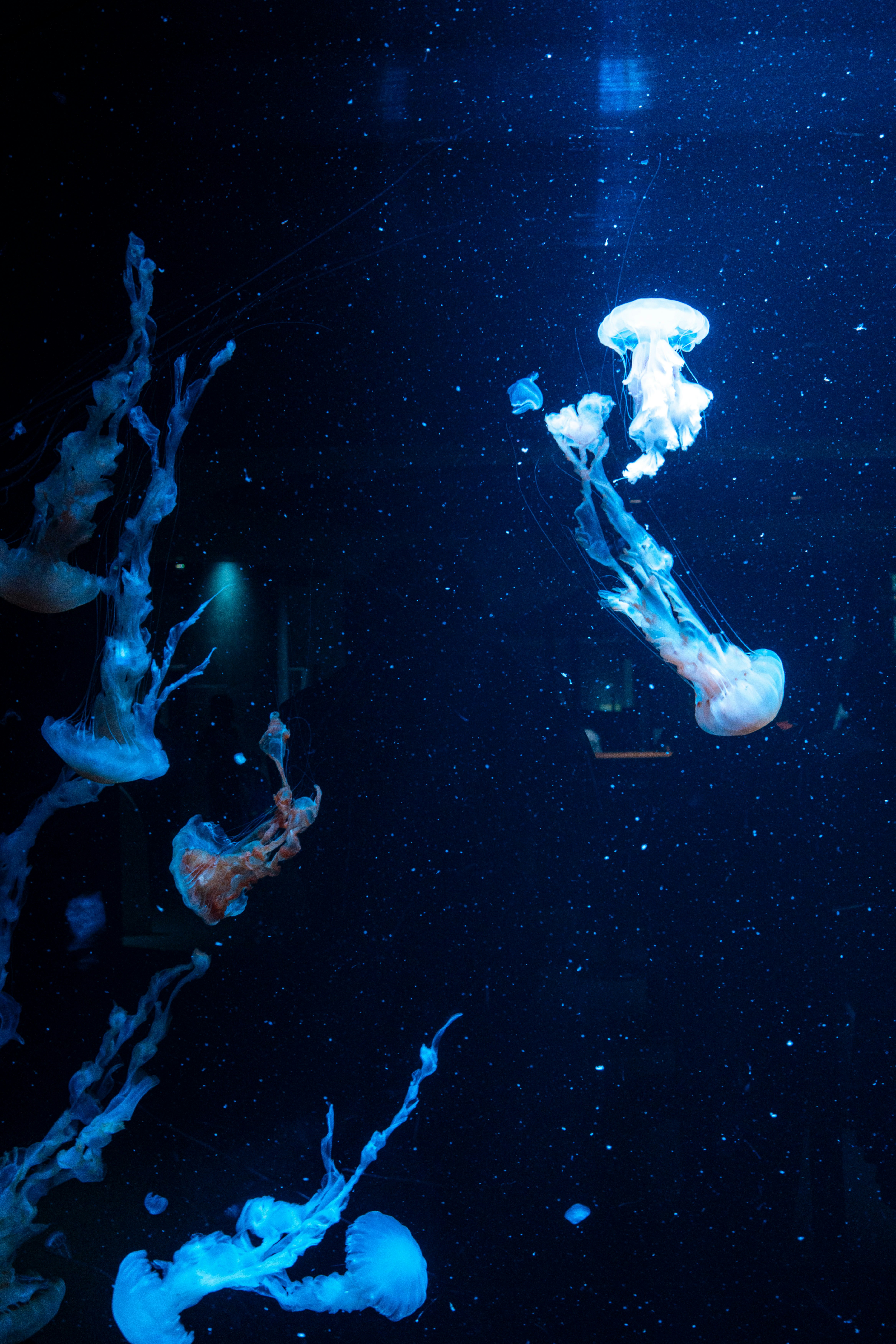 Jellies in a Nebula: Neon Blue Dancers in Deep Sea Night