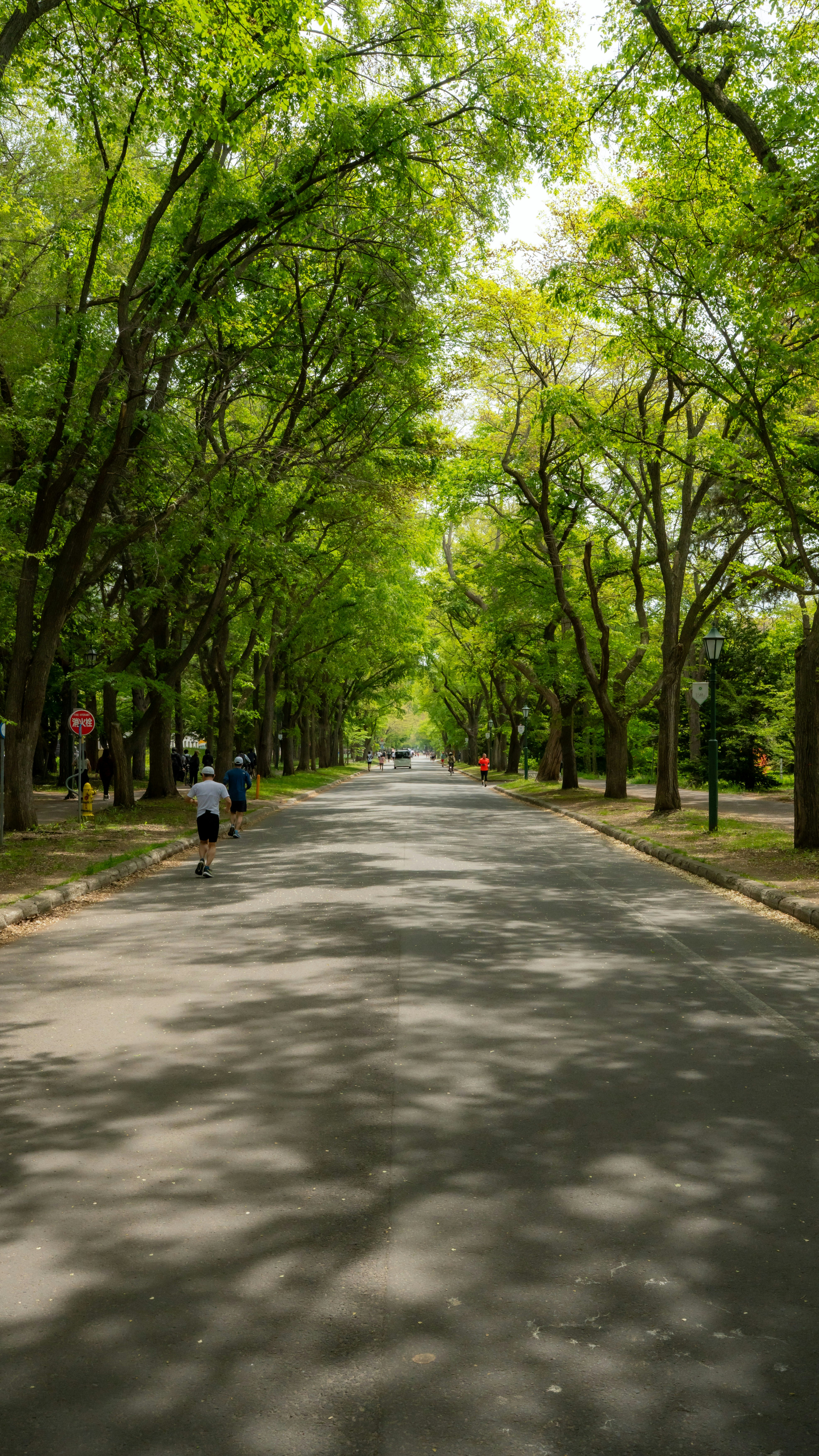 Tree-Canopied Avenue: A Serene Walk in Dappled Light