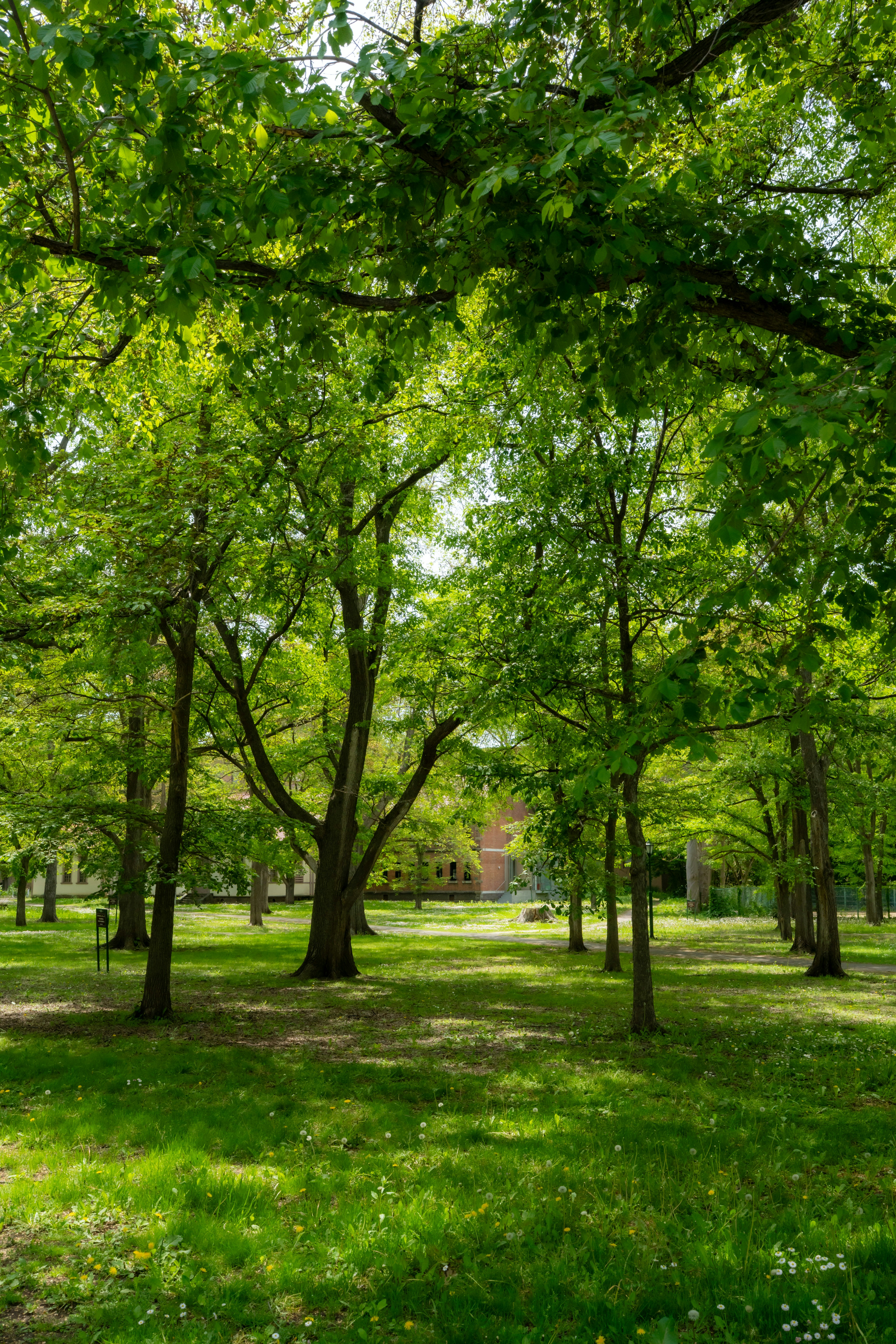Sunlit Avenues: A Dappled Path Through the Green Cathedral