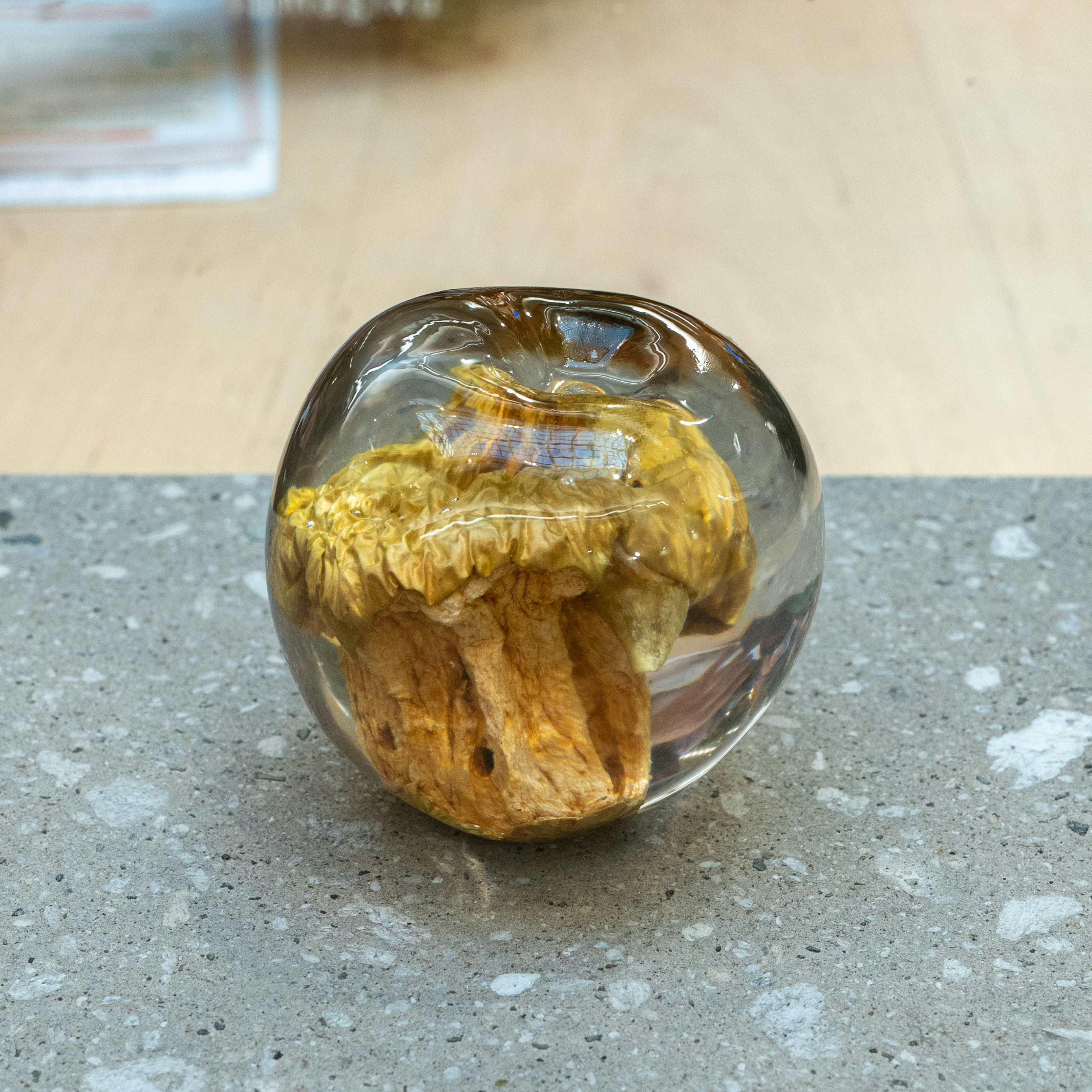 Glass-encased Mushroom: a Quiet Study in Curved Light