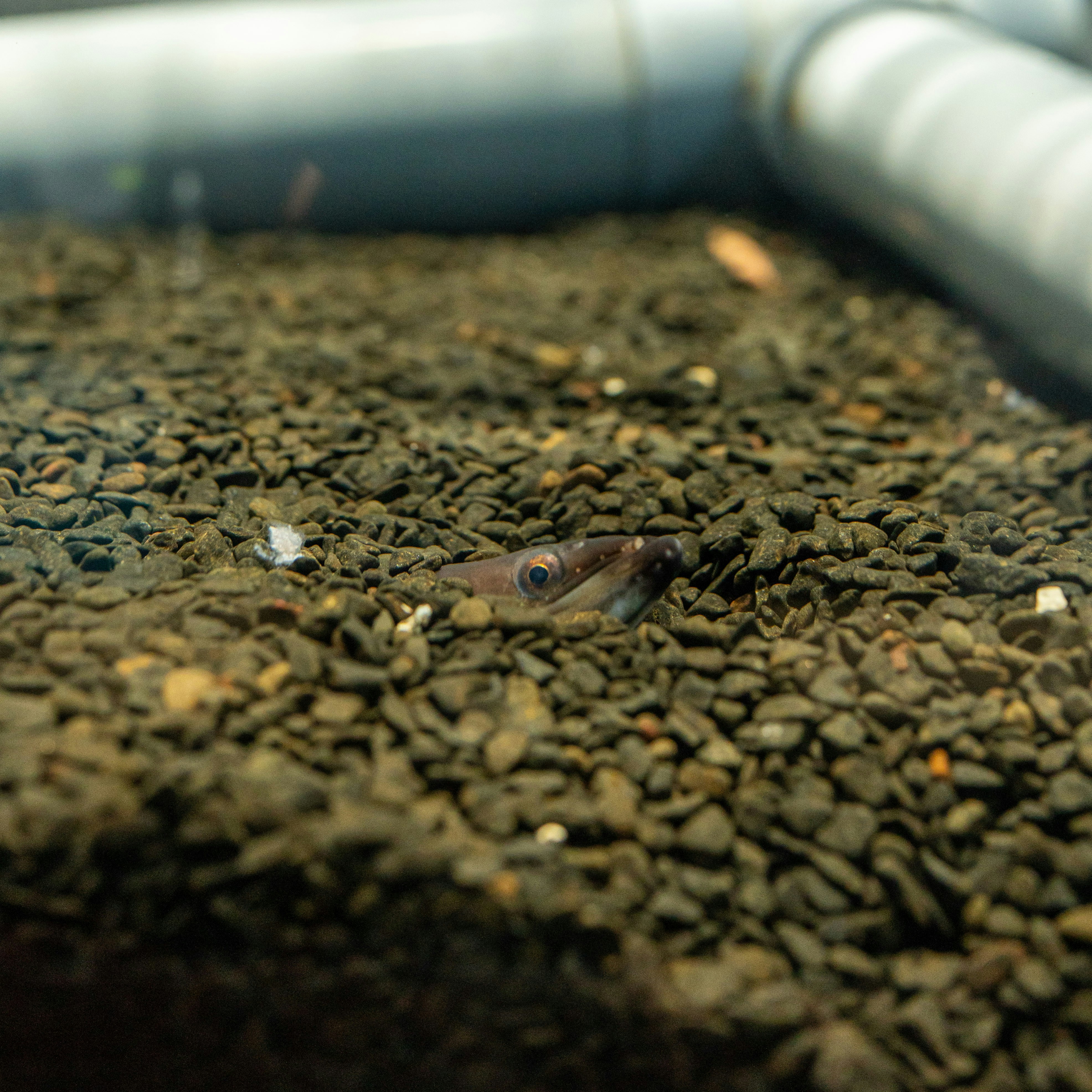 Hidden Eye in the Gravel: A Tiny Predator Emerges