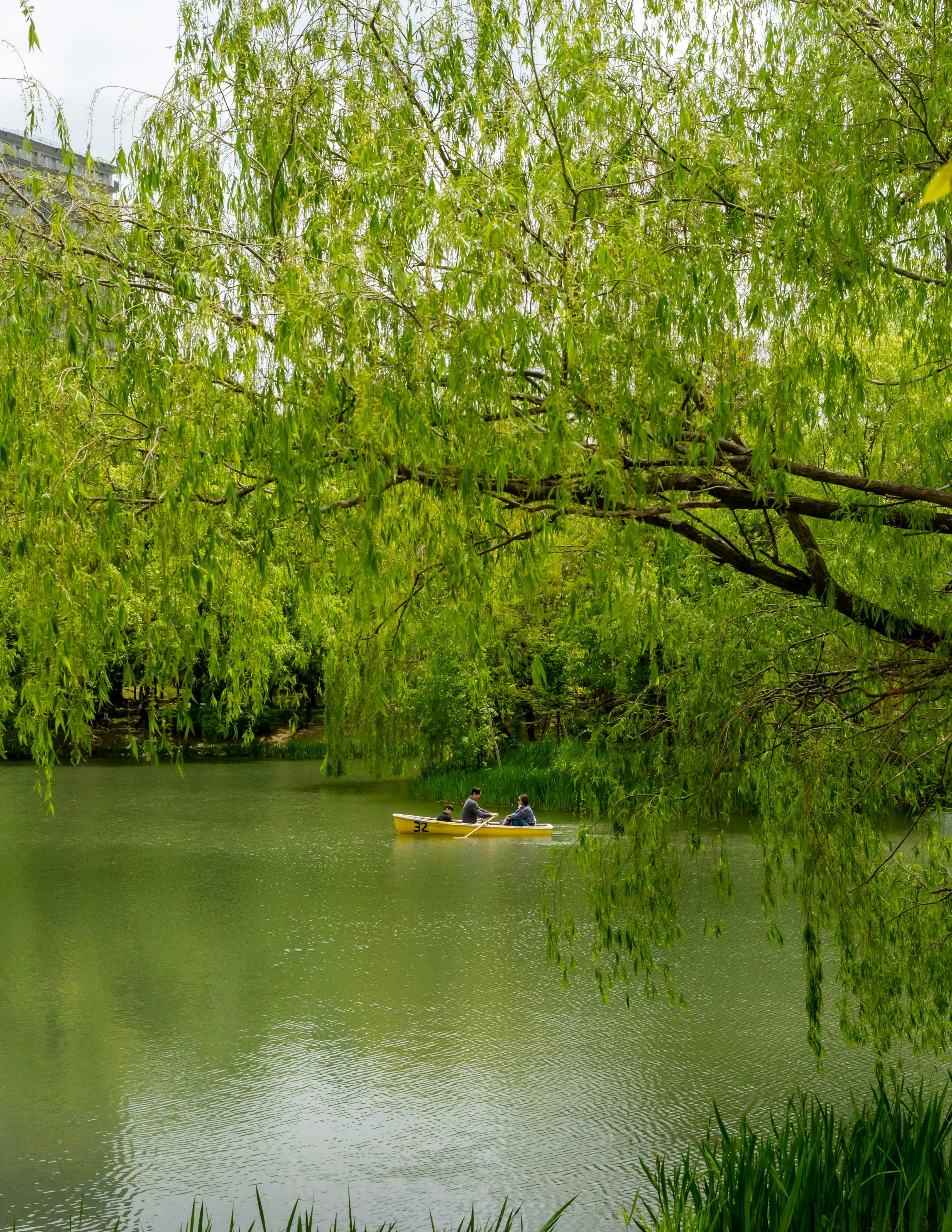On the Quiet River: A Yellow Boat Drift under Willowy Canopy