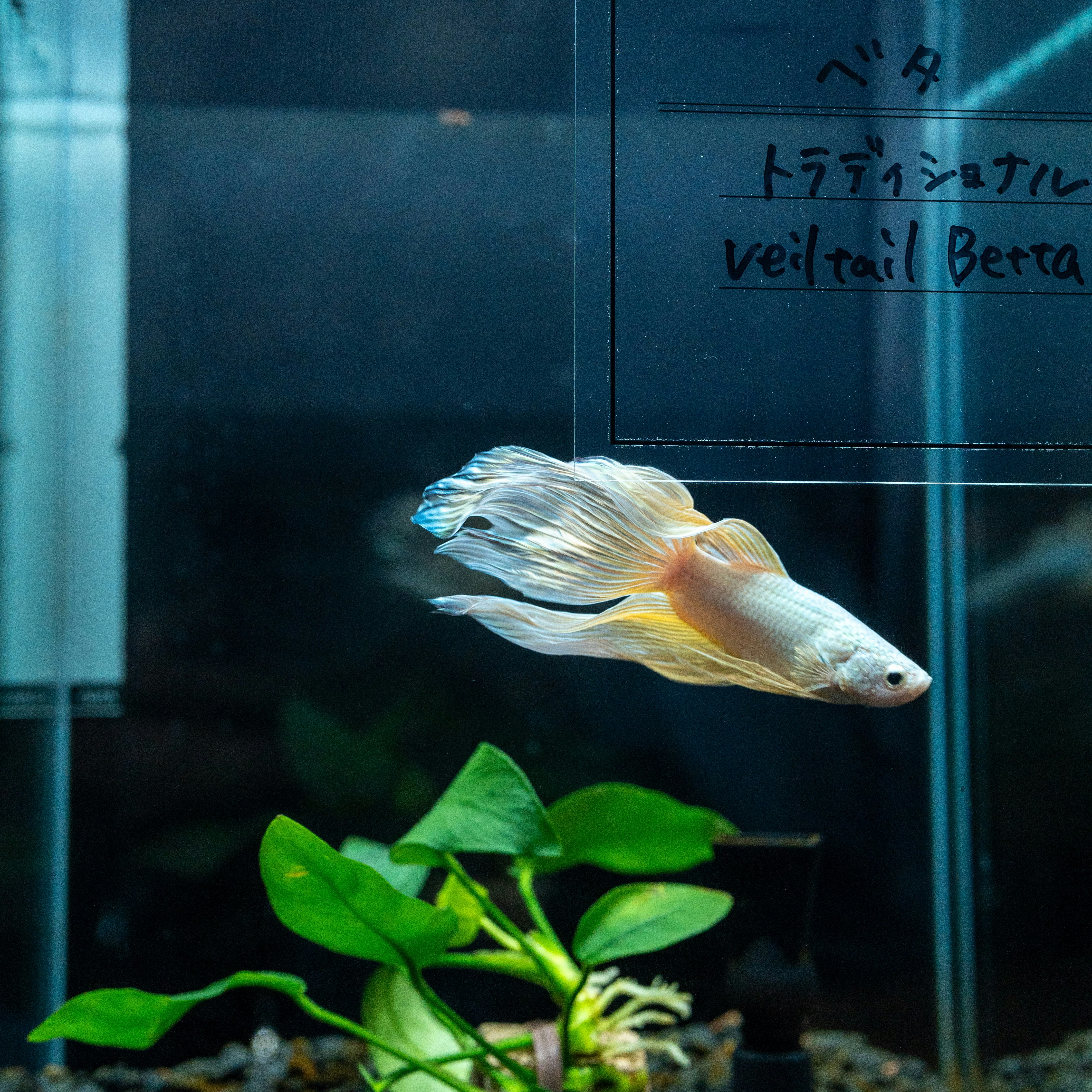 Grace in Glass: A Betta Drifts Past Neon Reflections
