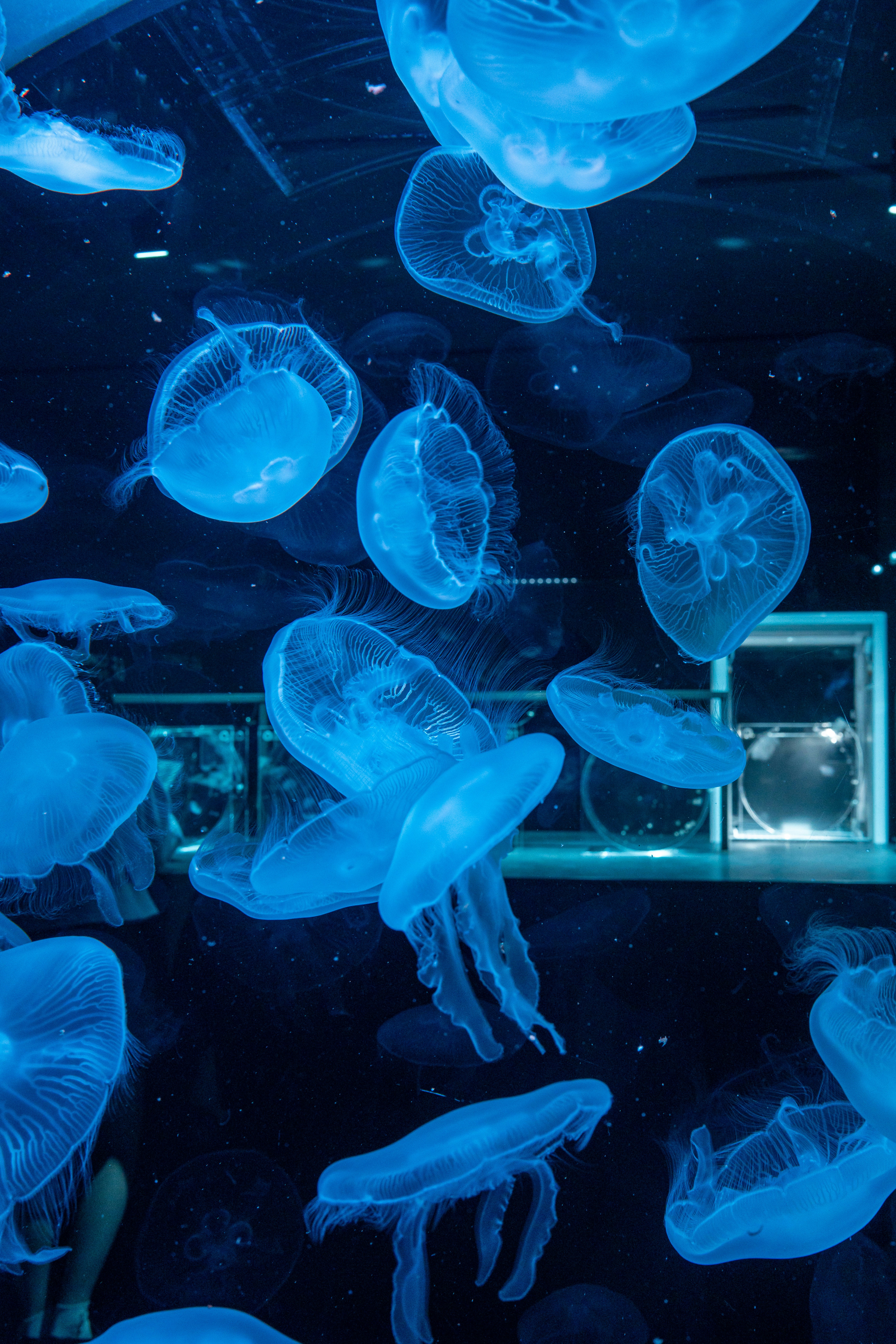 Blue Abyss: Jellyfish Parade in a Glass Ocean