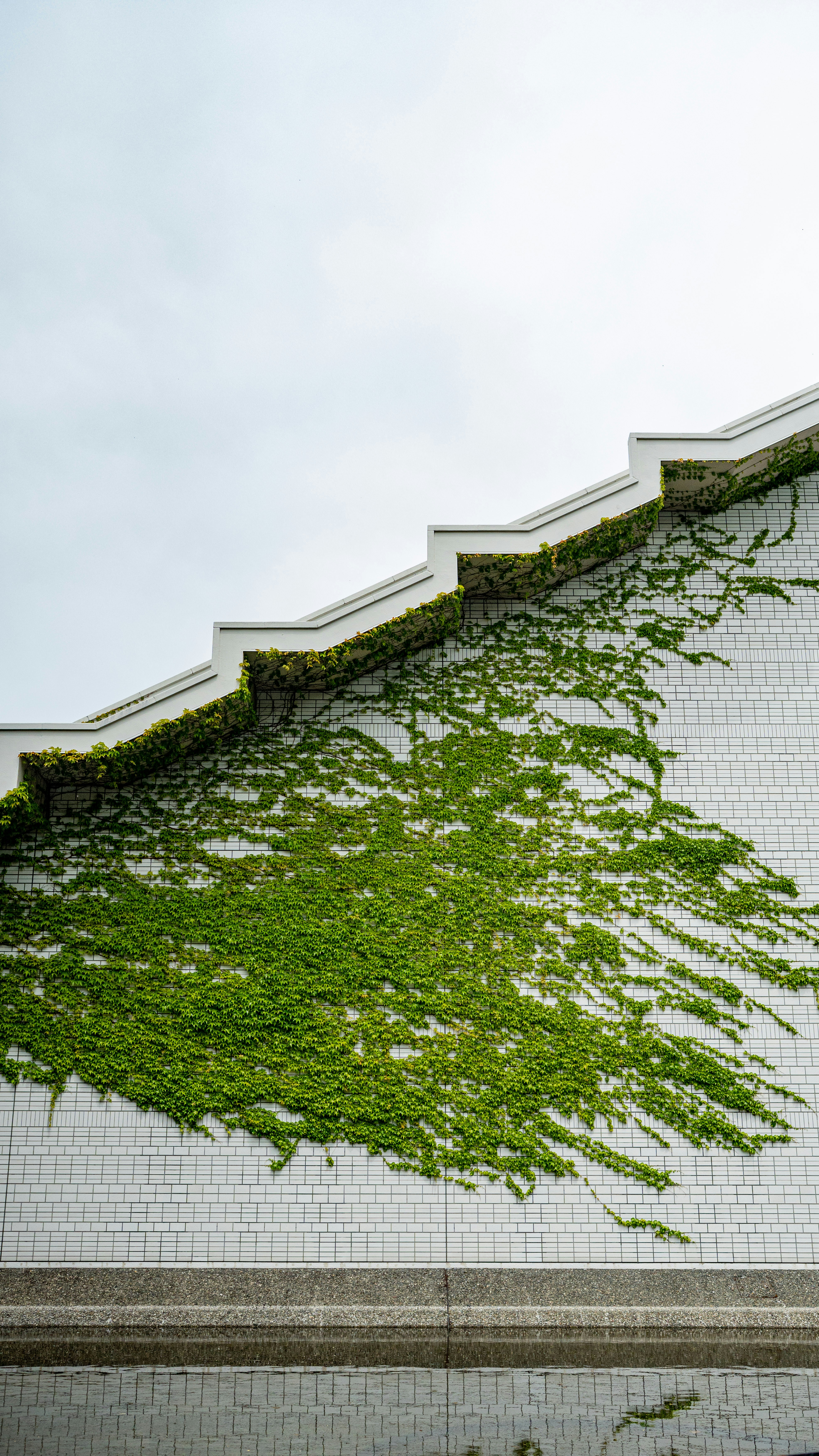 Staircase silhouette of ivy-draped wall against a pale sky