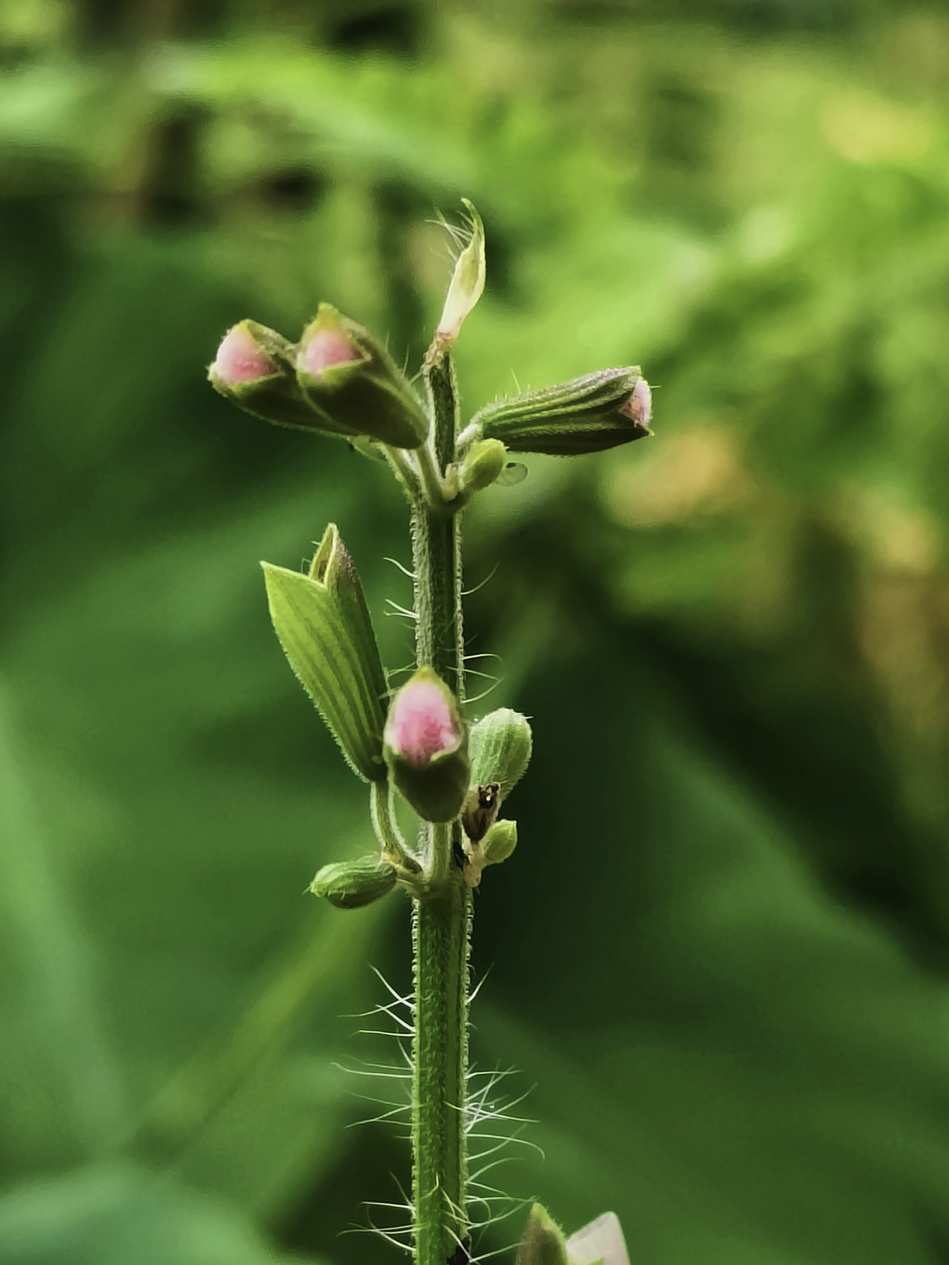 Thistle Stem in Focus: Pink Buds Against Velvet Green