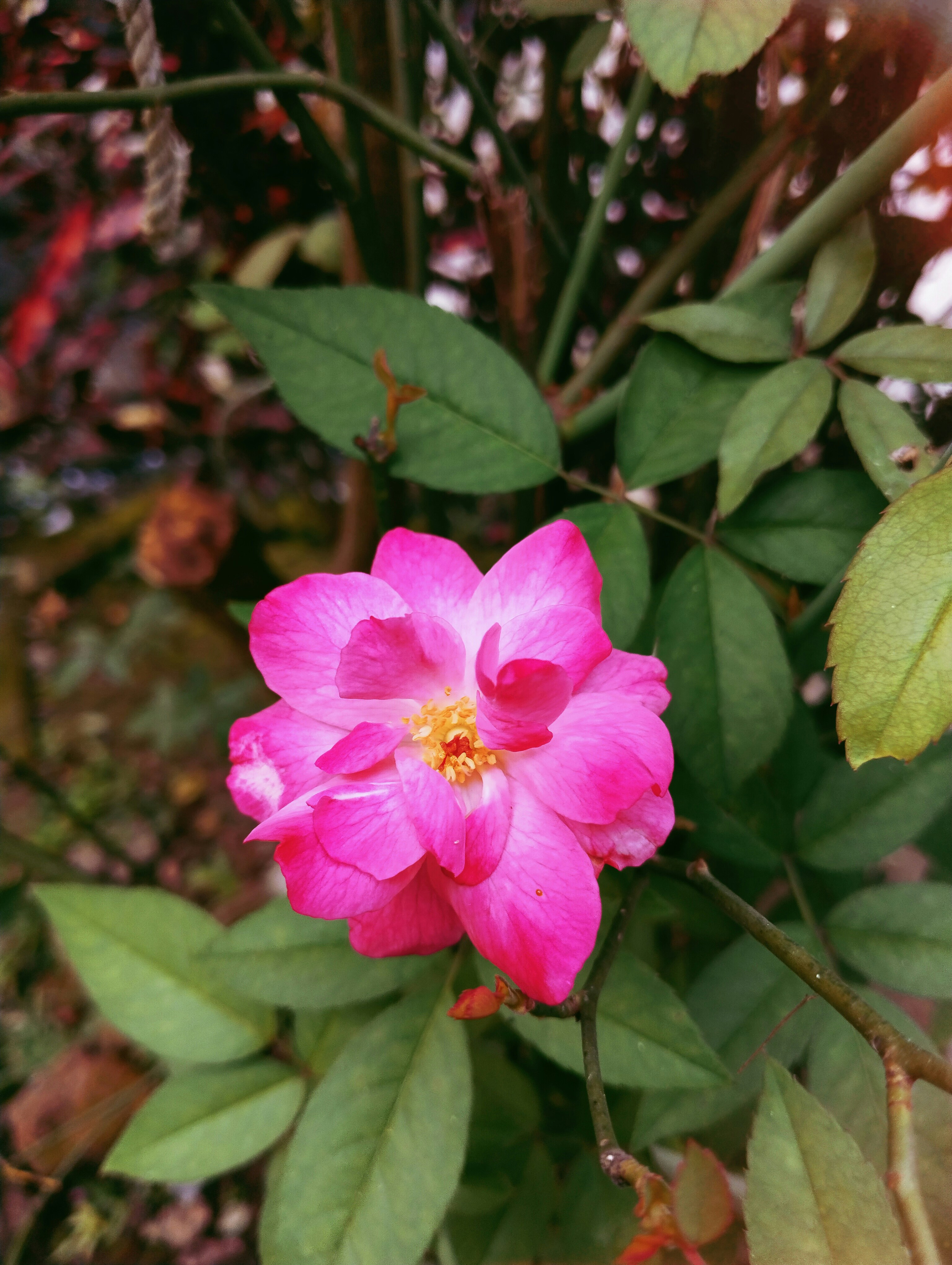 Pink blossom centerpiece in a leafy garden frame
