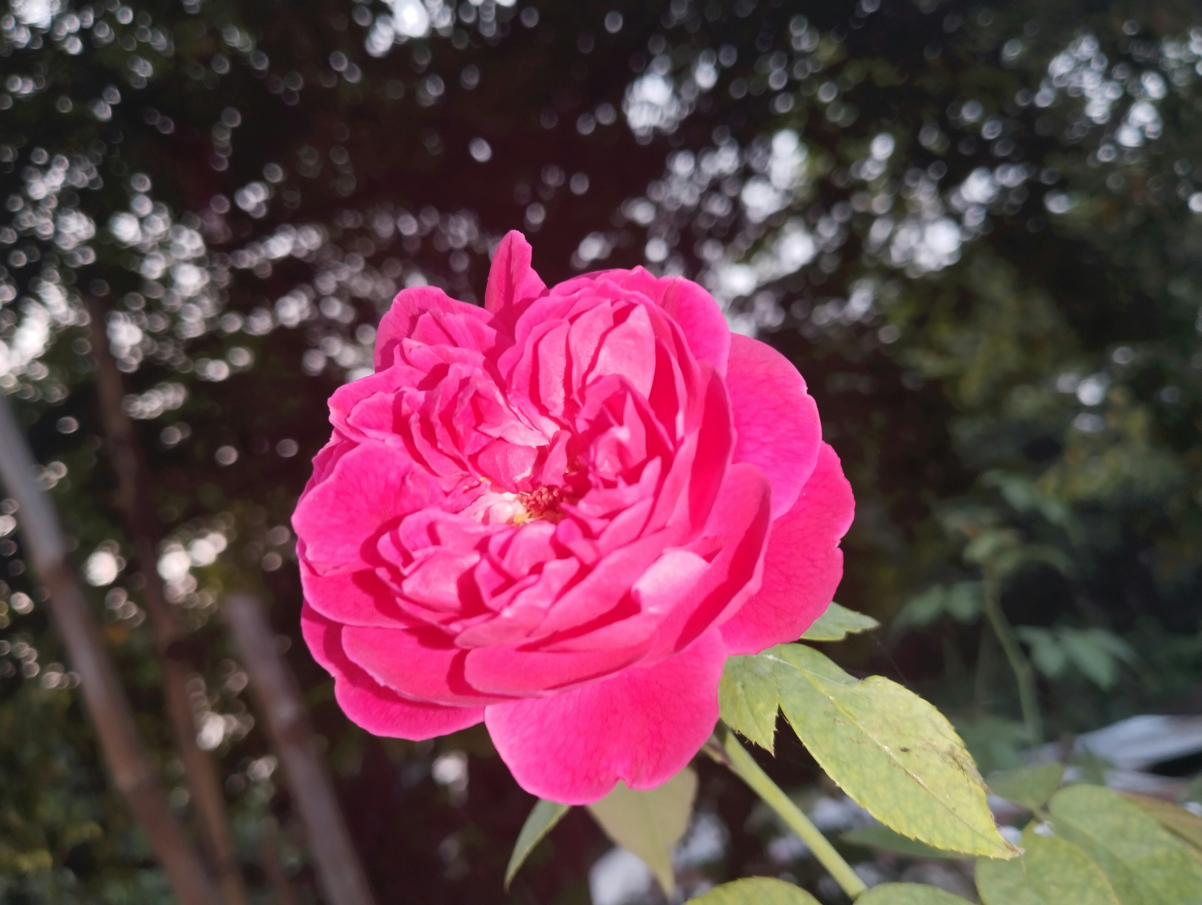 A single vibrant pink rose blooming with green leaves.
