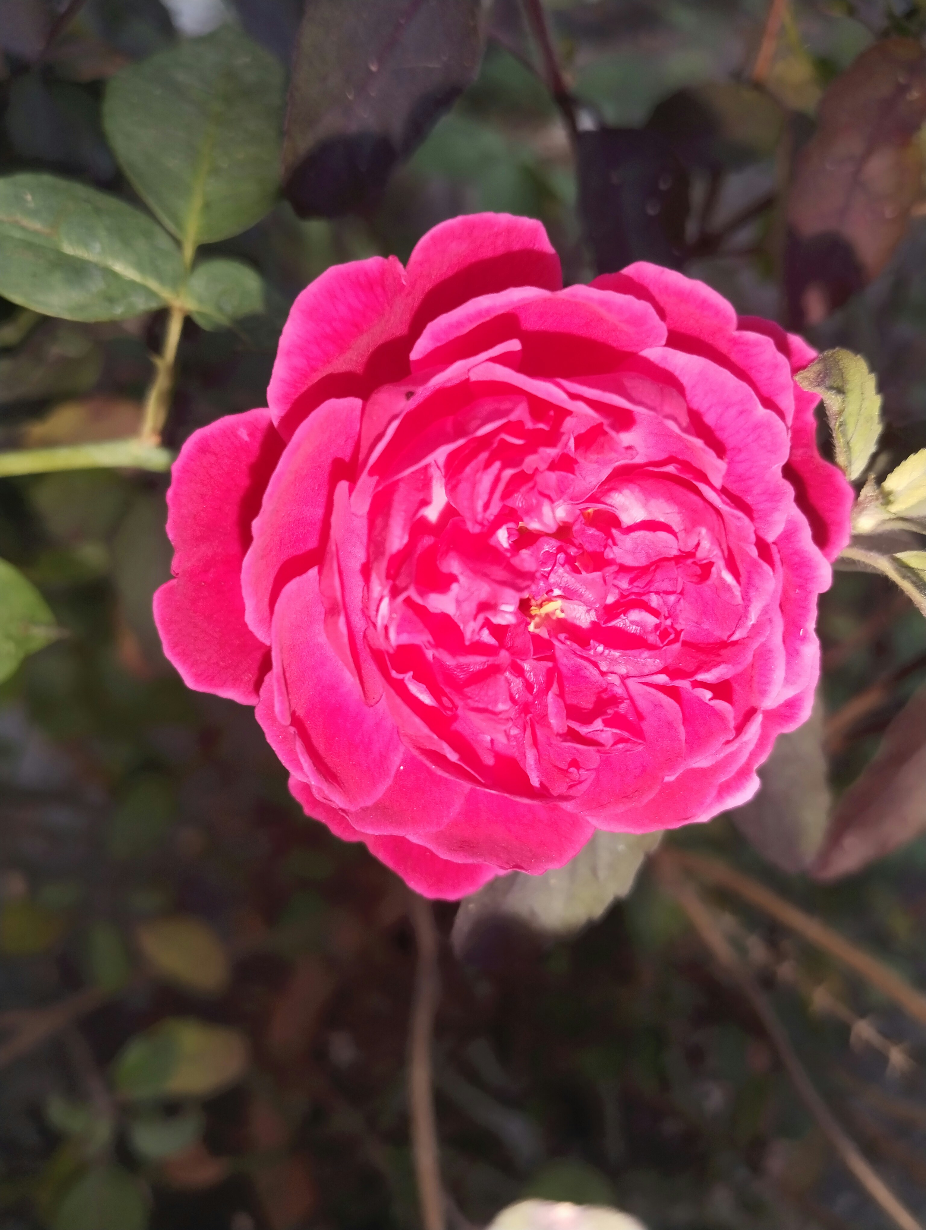 A vibrant pink rose blossom with green leaves.
