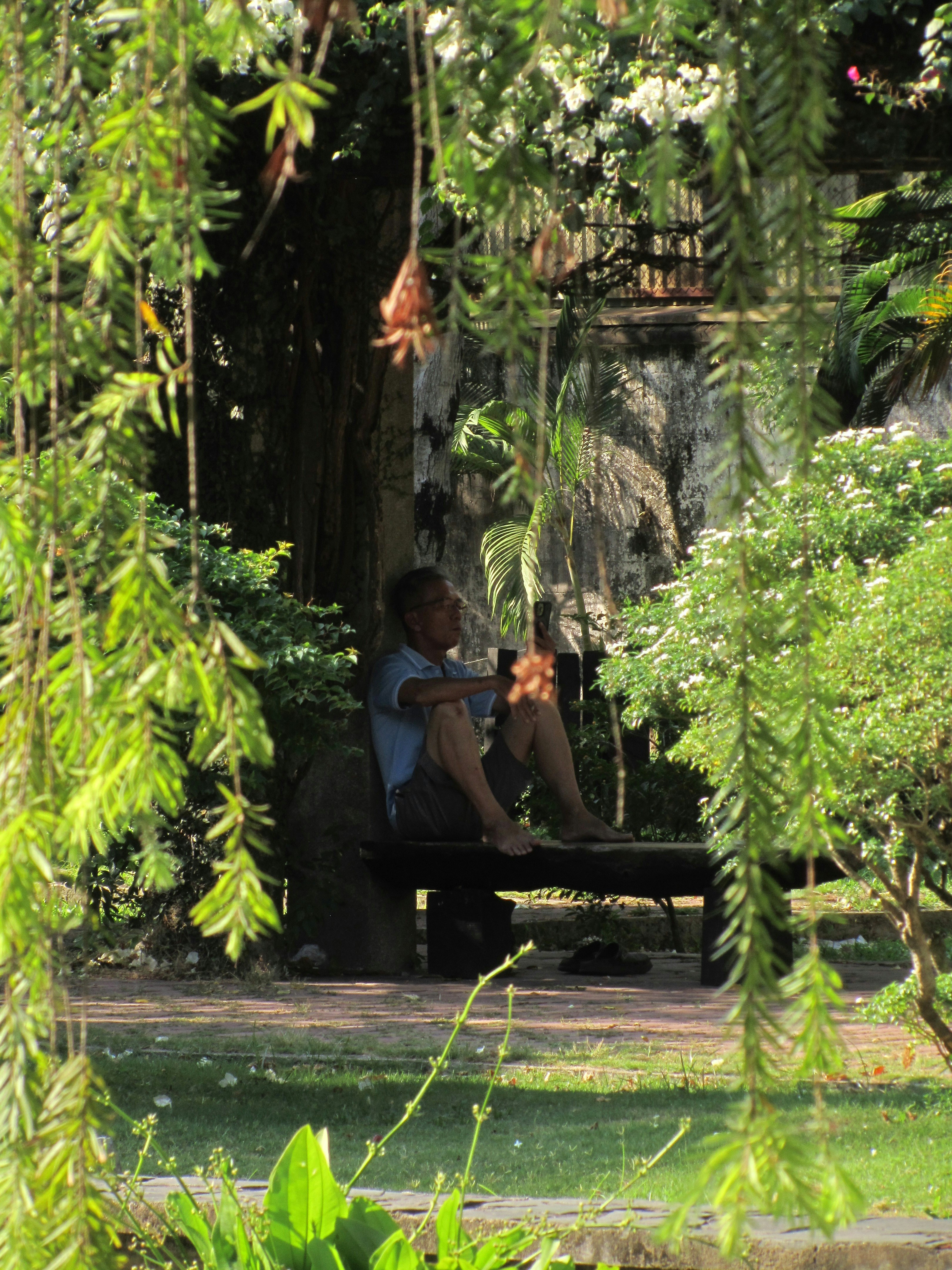 Lonely Reader in the Canopy