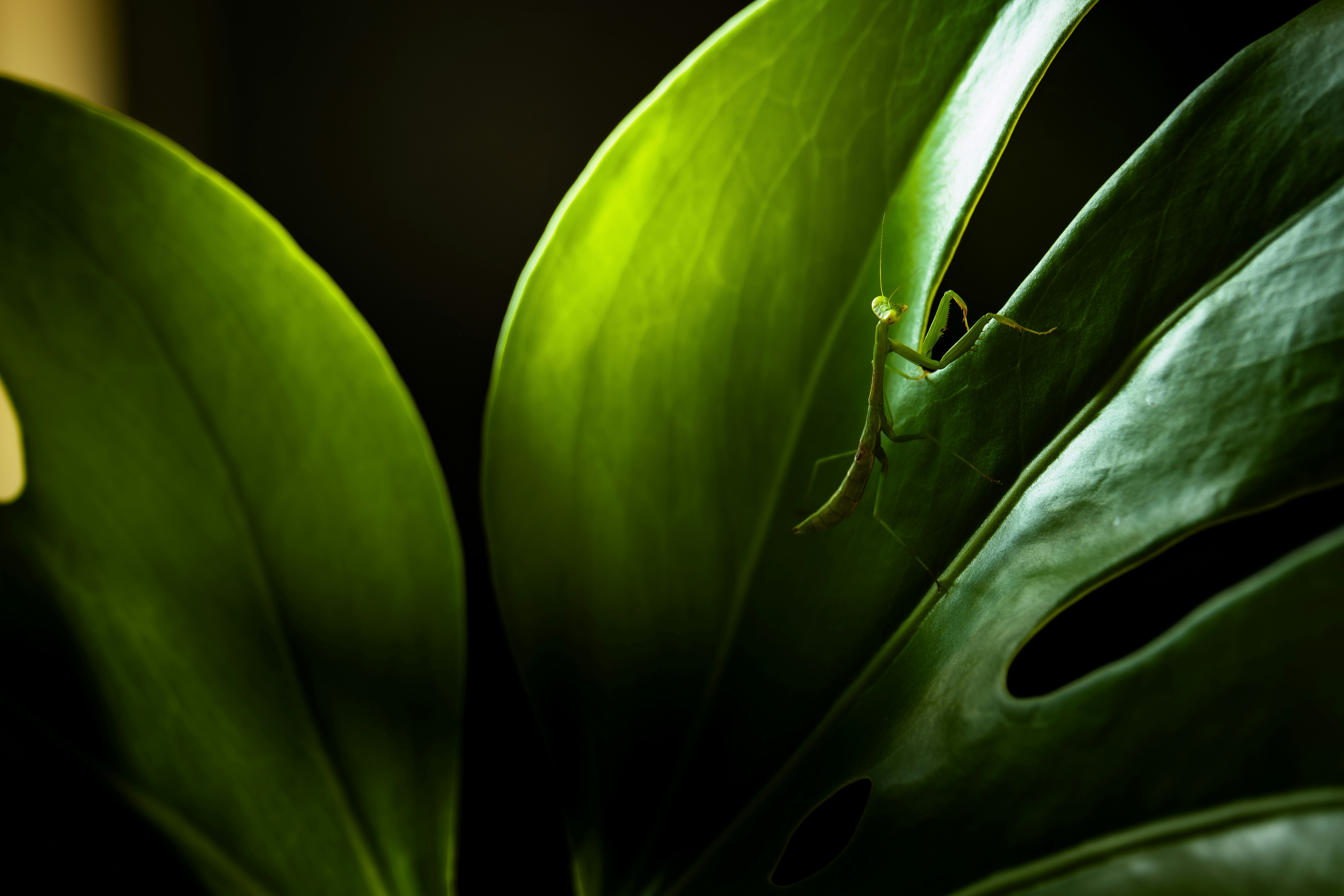 Close-up of glossy tropical leaves with strong backlighting revealing vivid green tones and subtle venation; the composition emphasizes overlapping leaf edges and dark negative space, highlighting natural forms. (This is a photographic capture of plant foliage.)