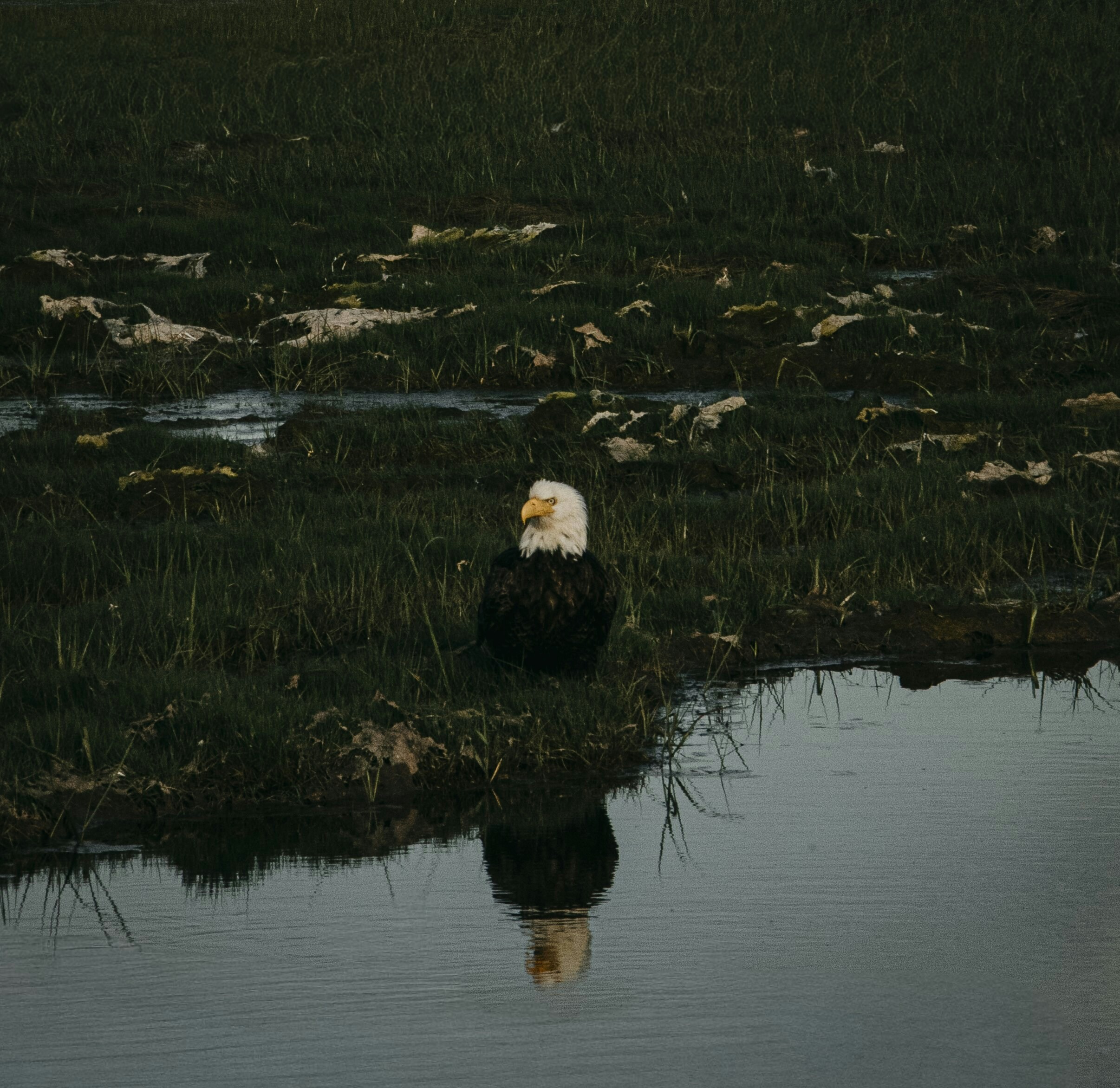 A lone bald eagle stands at the edge of a marsh, its reflection mirrored in still water among damp grasses and fallen leaves.