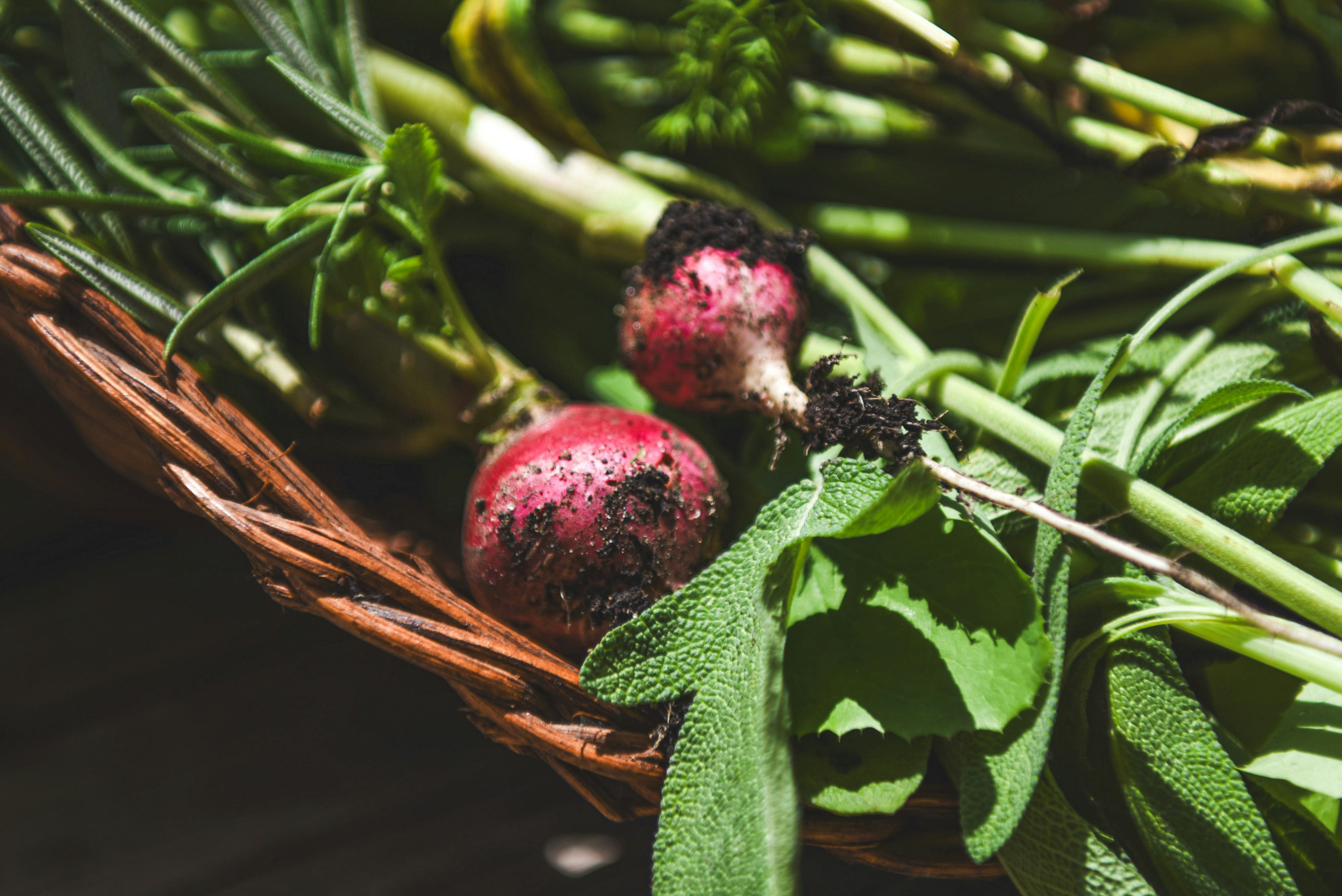 Crimson Radish amid Greenery in a Rustic Basket