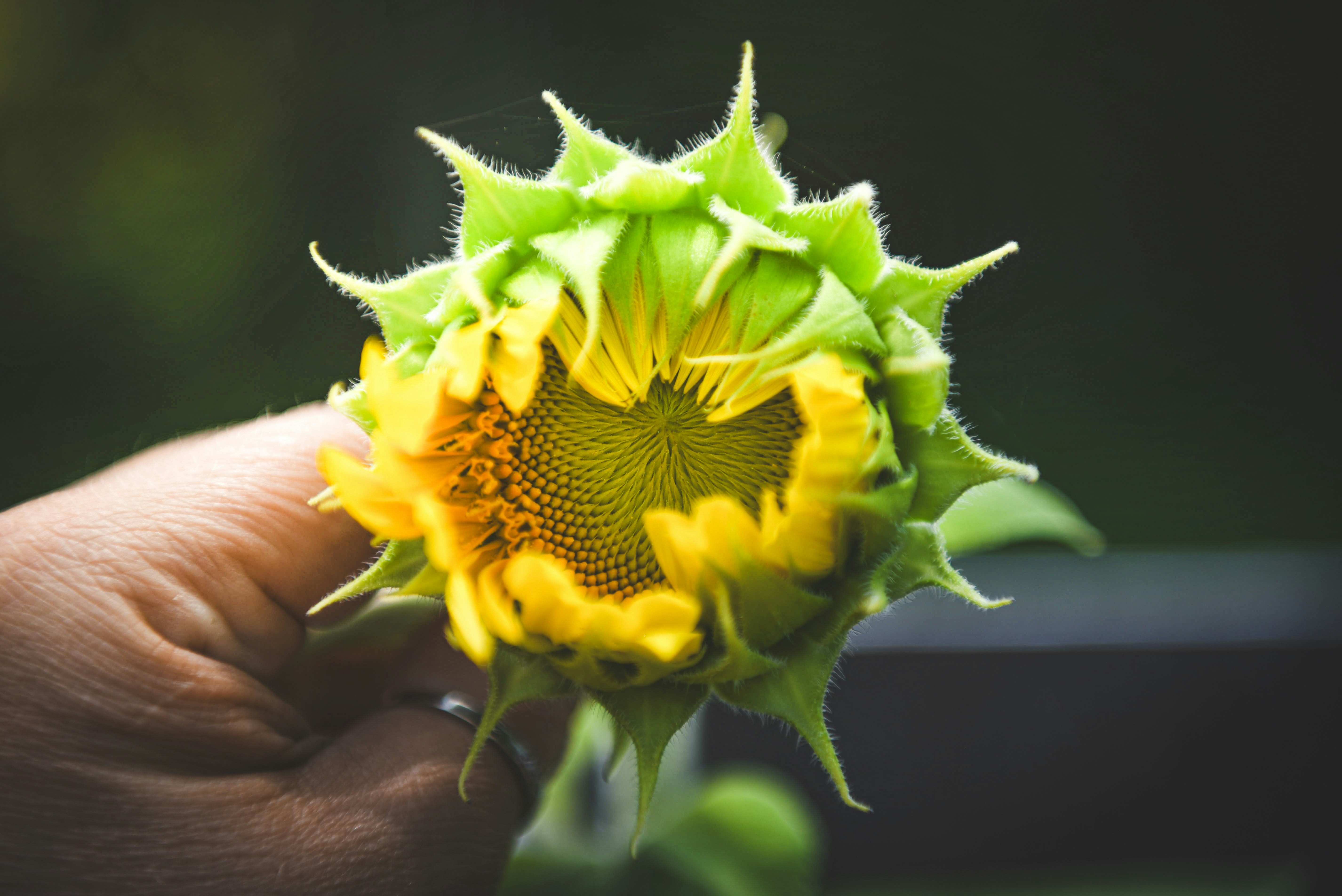 Handshake With a Sunflower: A Bud About to Bloom