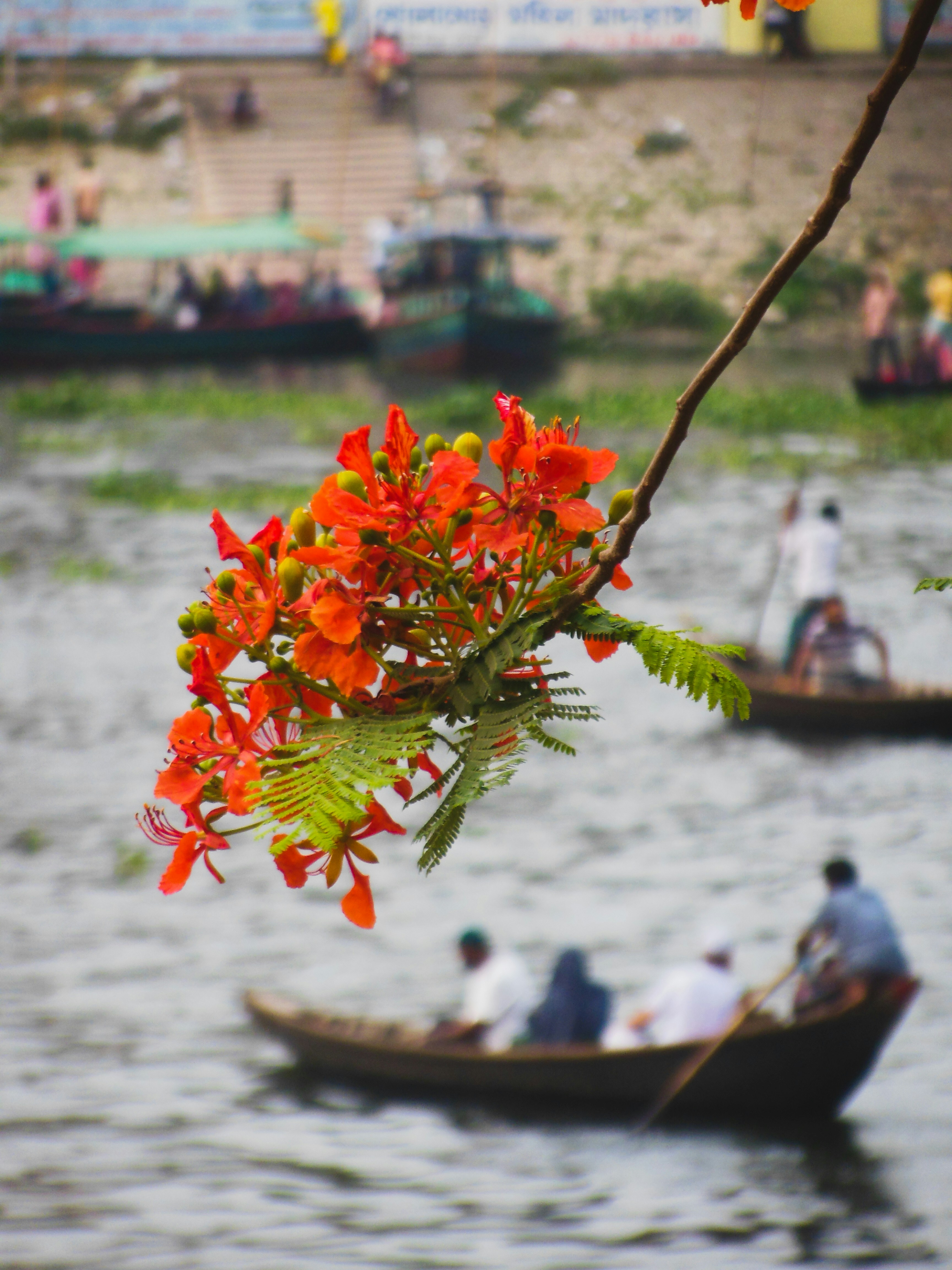 A stunning close-up shot of brilliant red Krishnachura (Royal Poinciana) flowers blooming on a branch overhanging a flowing river. The beautifully blurred bokeh background features traditional wooden boats carrying passengers and a distant riverbank, capturing a classic scene of rural Bangladesh. The vibrant contrast between the vivid red blossoms and the daily life on the water creates a poetic, storytelling composition.