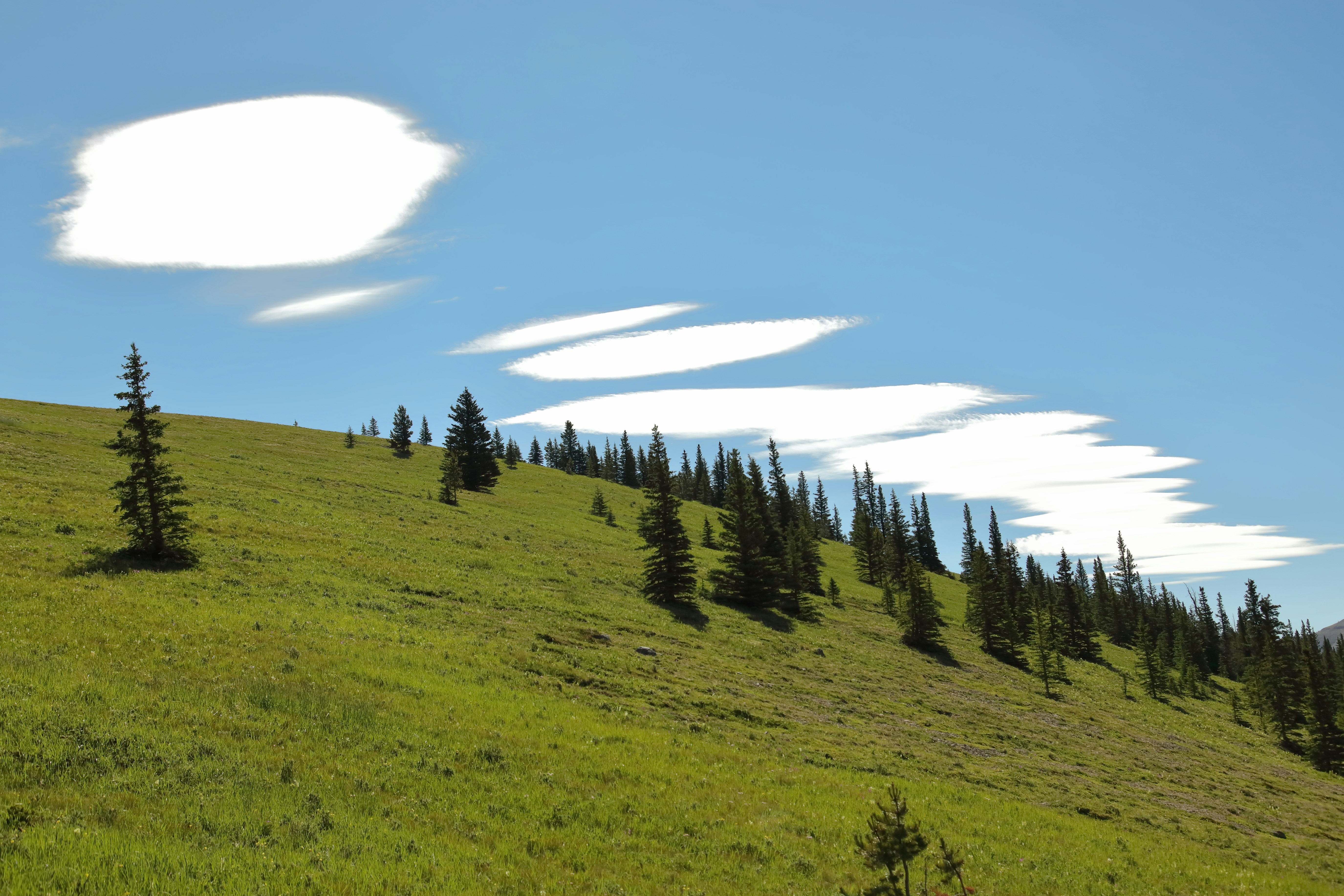 Sunlit Slope and Silent Pines under Painted Sky