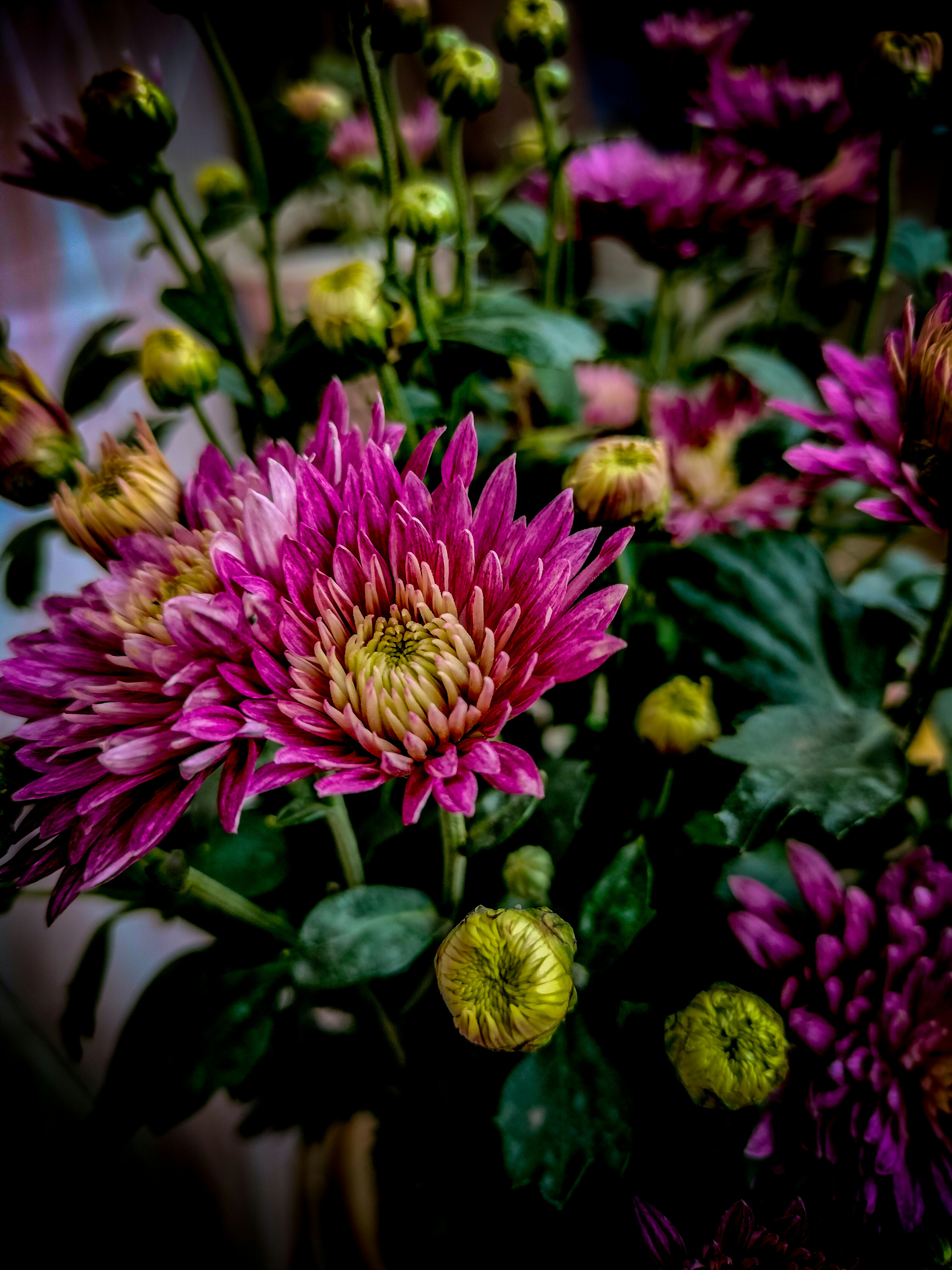 Pink Chrysanthemum Crescendo in a Garden Bed