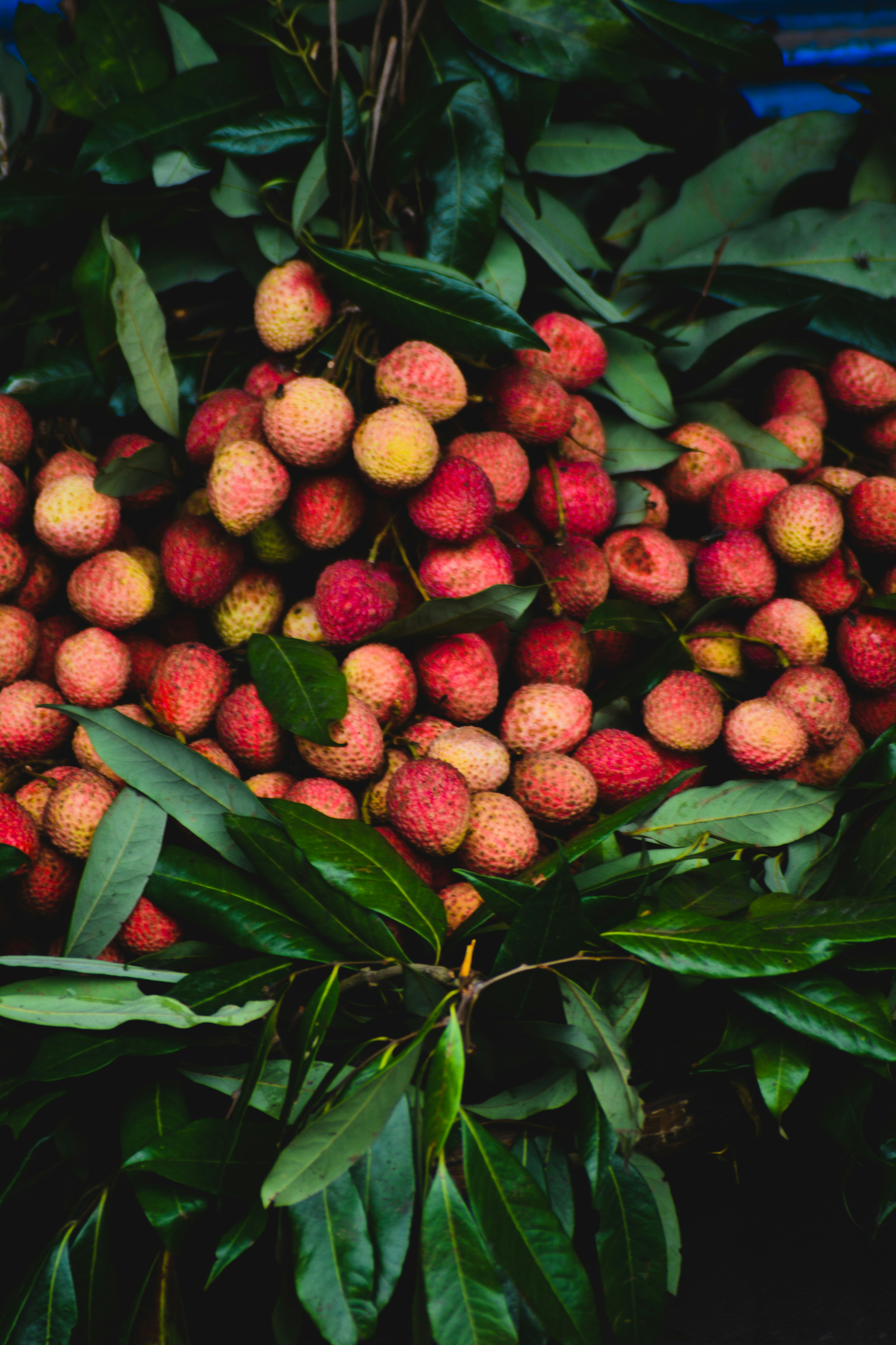 A vibrant top-down shot of a bountiful heap of fresh, ripe lychees nestled among lush green leaves. The fruits display a beautiful gradient of rosy red, pink, and hints of yellowish-green, highlighting the distinct bumpy texture of their outer skin. The rich contrast against the dark foliage captures the true essence of a tropical summer harvest, making the scene look incredibly juicy and inviting.