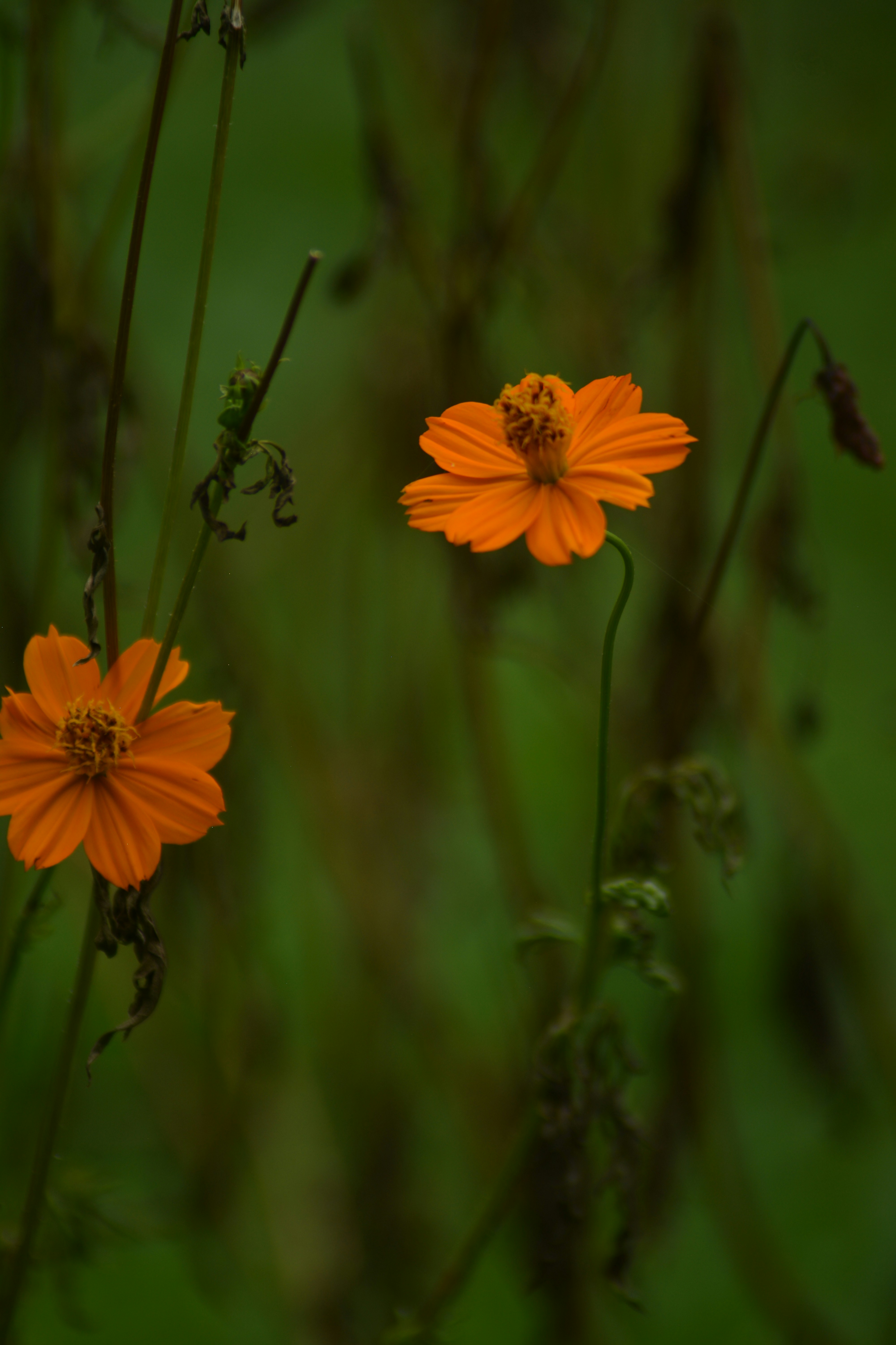 Amber Bloom Amid Green Veil