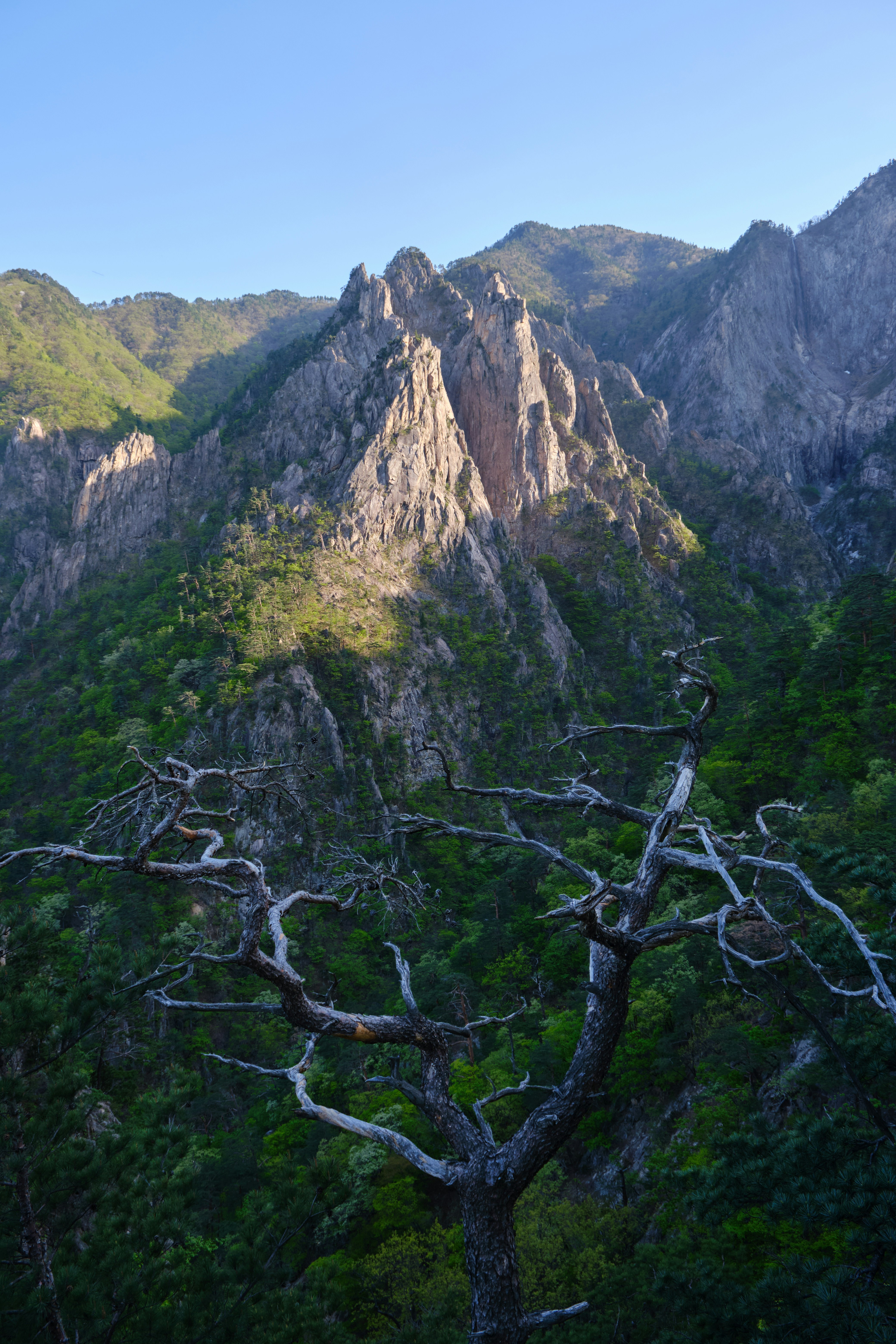 Rugged Peaks and Contorted Pines: A Night-Harboring Crest
